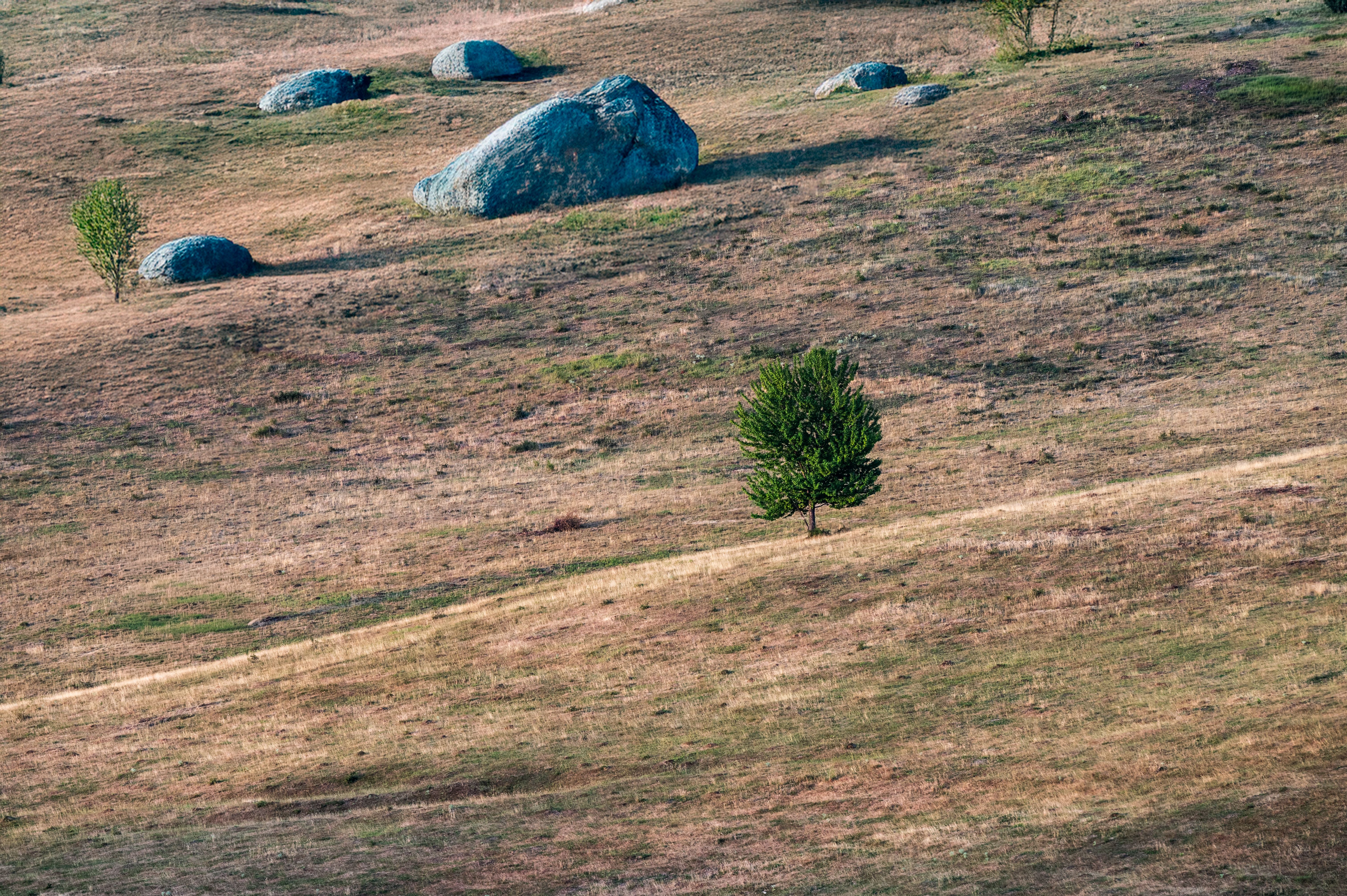 Solitary Tree in Rolling Hills Landscape · Free Stock Photo