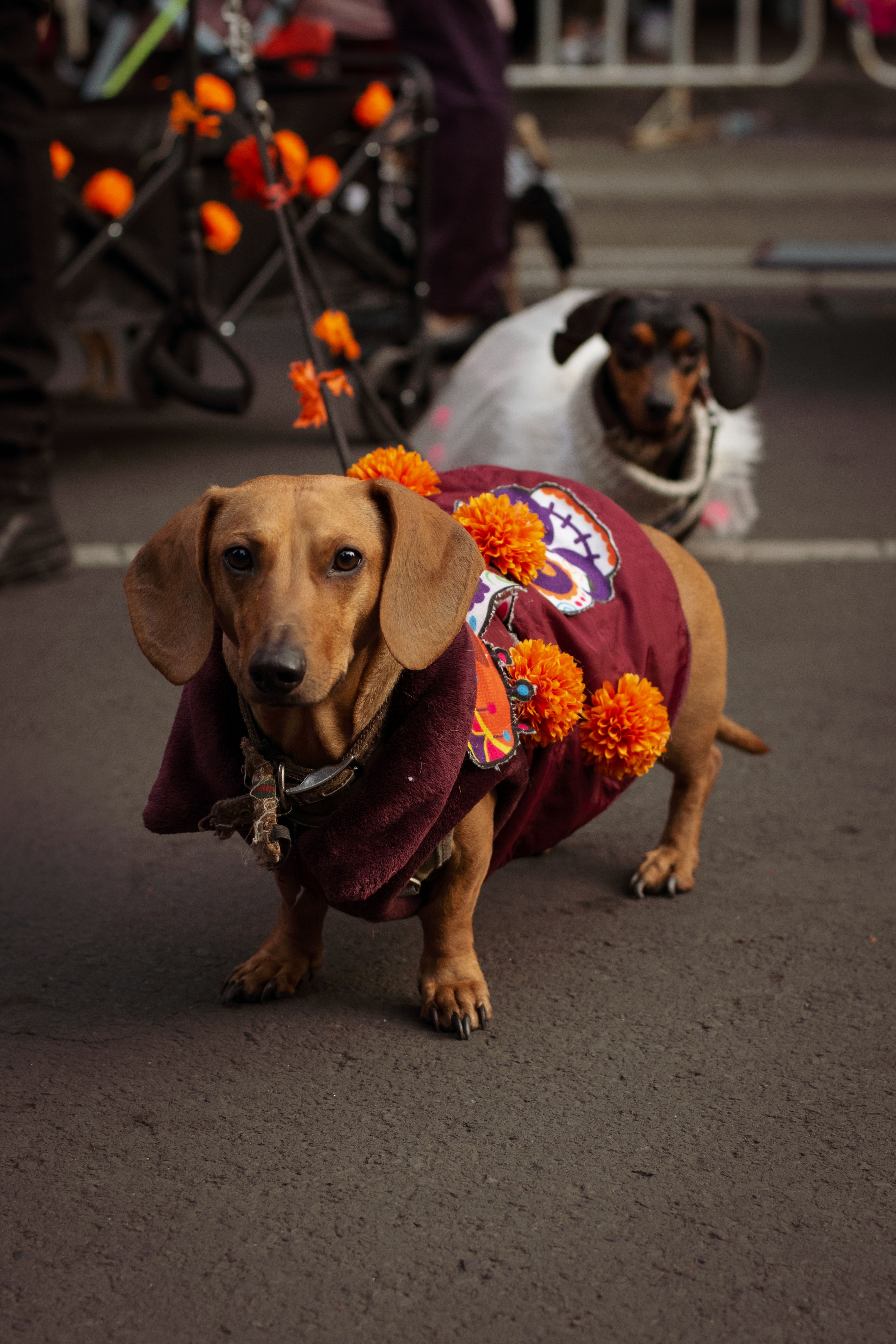 Dachshunds in Day of the Dead Parade, Mexico City · Free Stock Photo