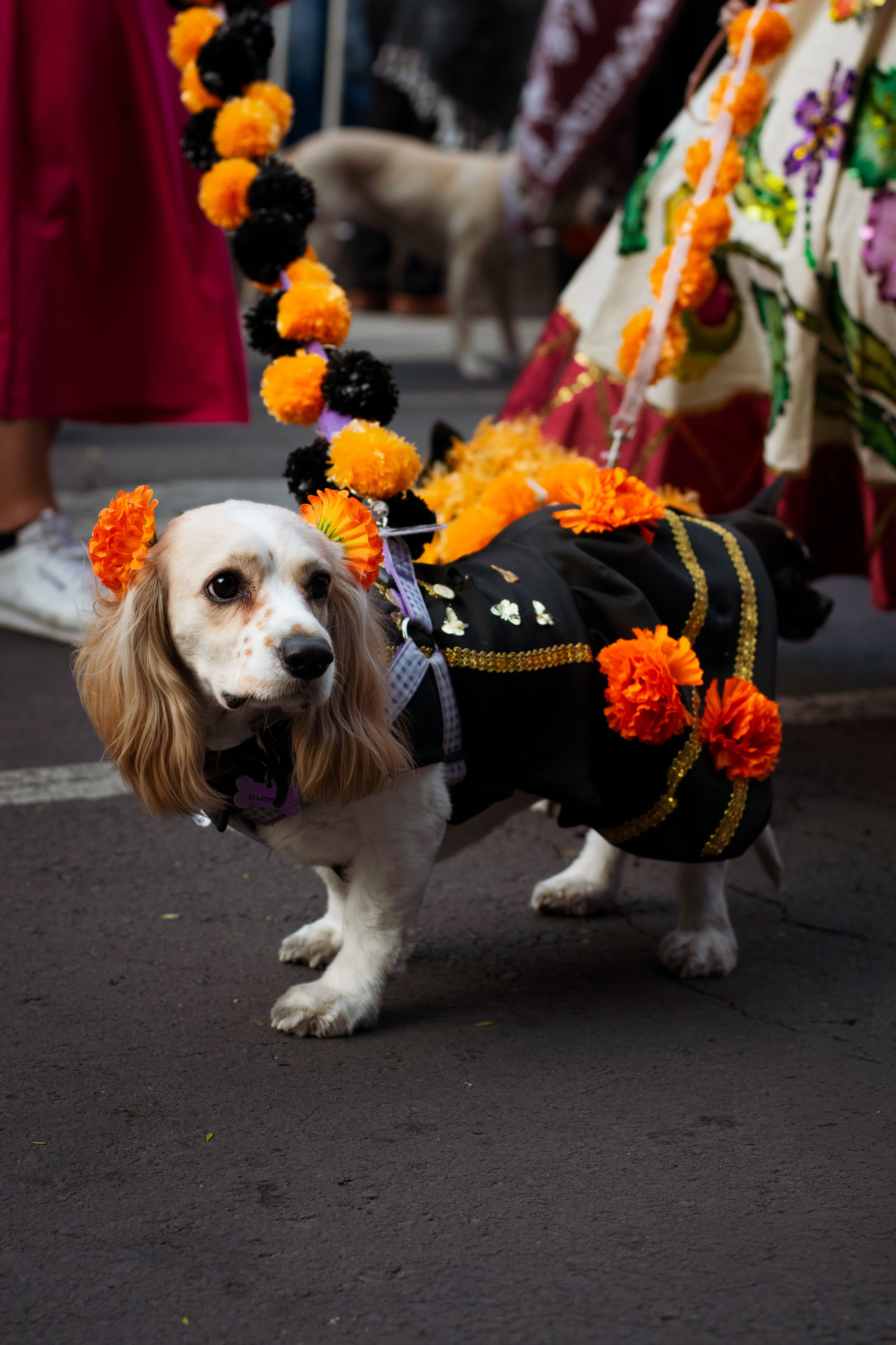 Perro Con Disfraz De Catrina · 無料の写真素材