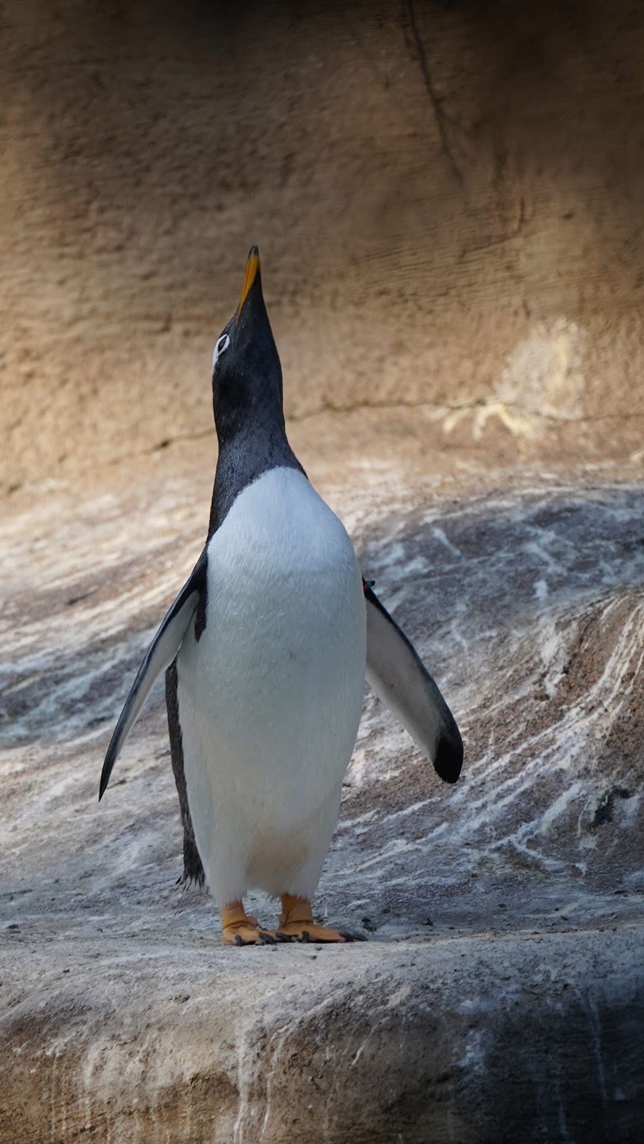 Gentoo Penguin Observing the Sky in Northern Ireland · Free Stock Photo