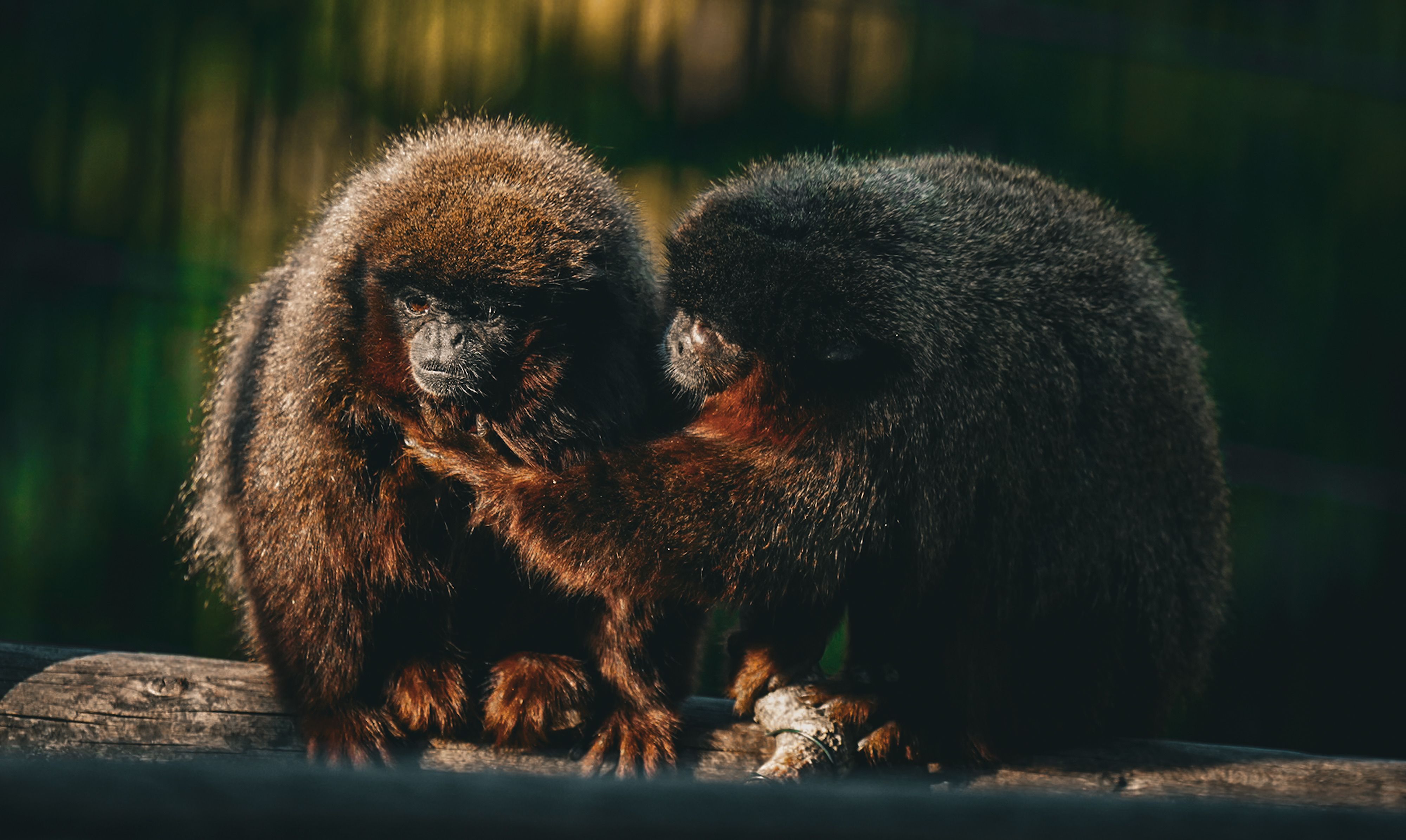 Alta Floresta Titi Monkey Photos, Download The BEST Free Alta Floresta ...