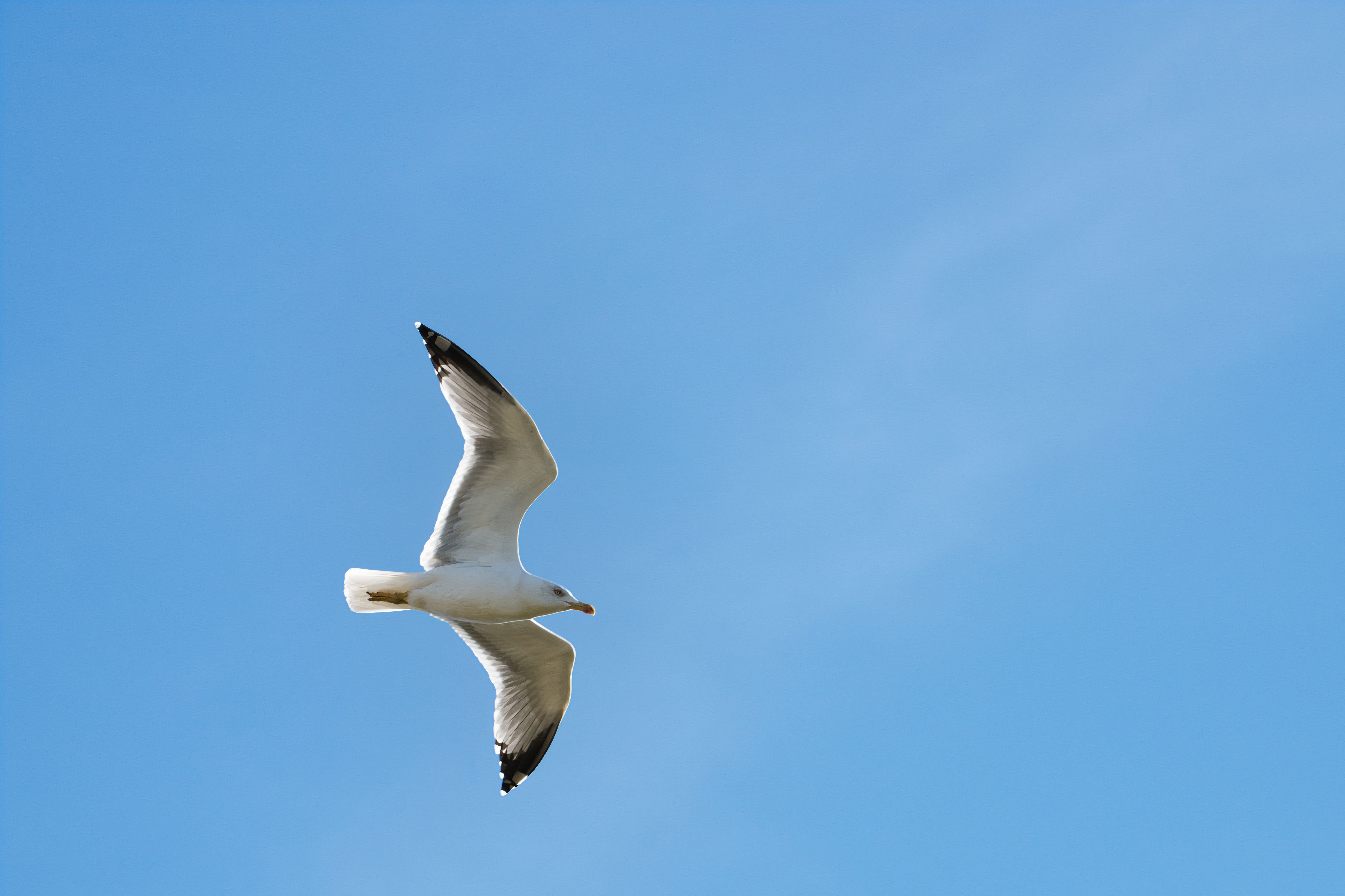 Seagull Flying · Free Stock Photo