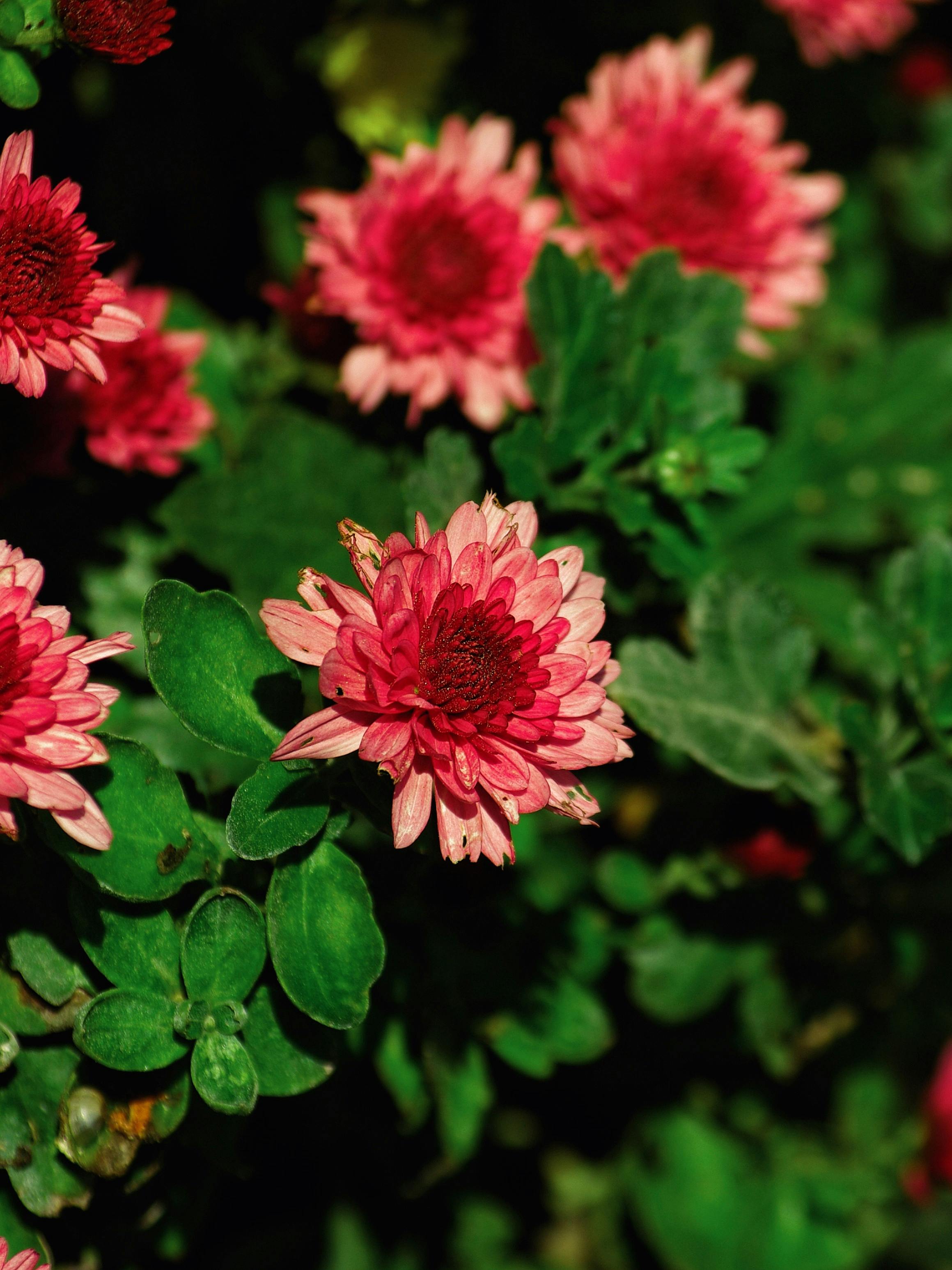 Binara Flower Photos, Download The BEST Free Binara Flower Stock Photos ...