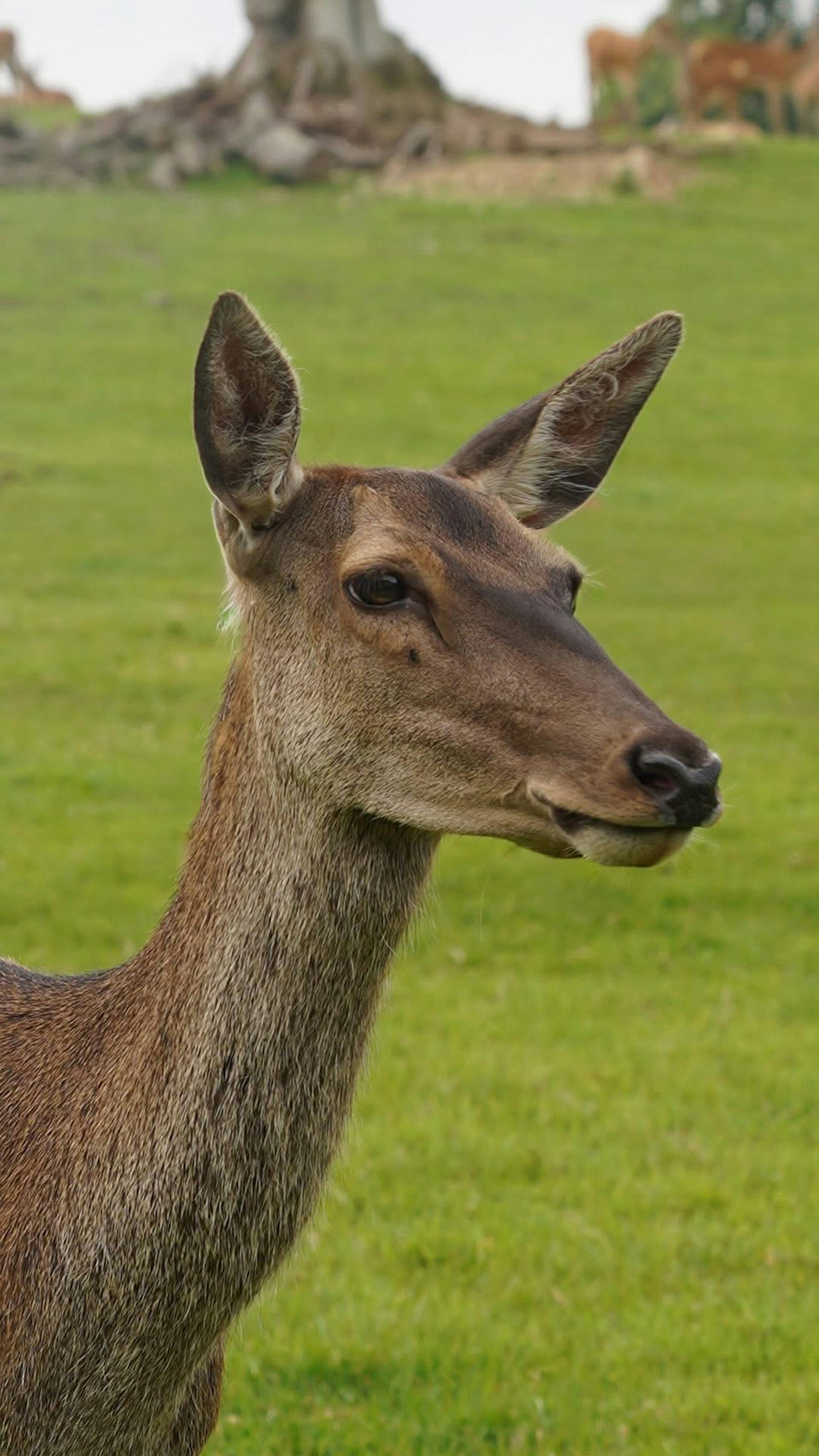 Animal Head Photos, Download The BEST Free Animal Head Stock Photos ...