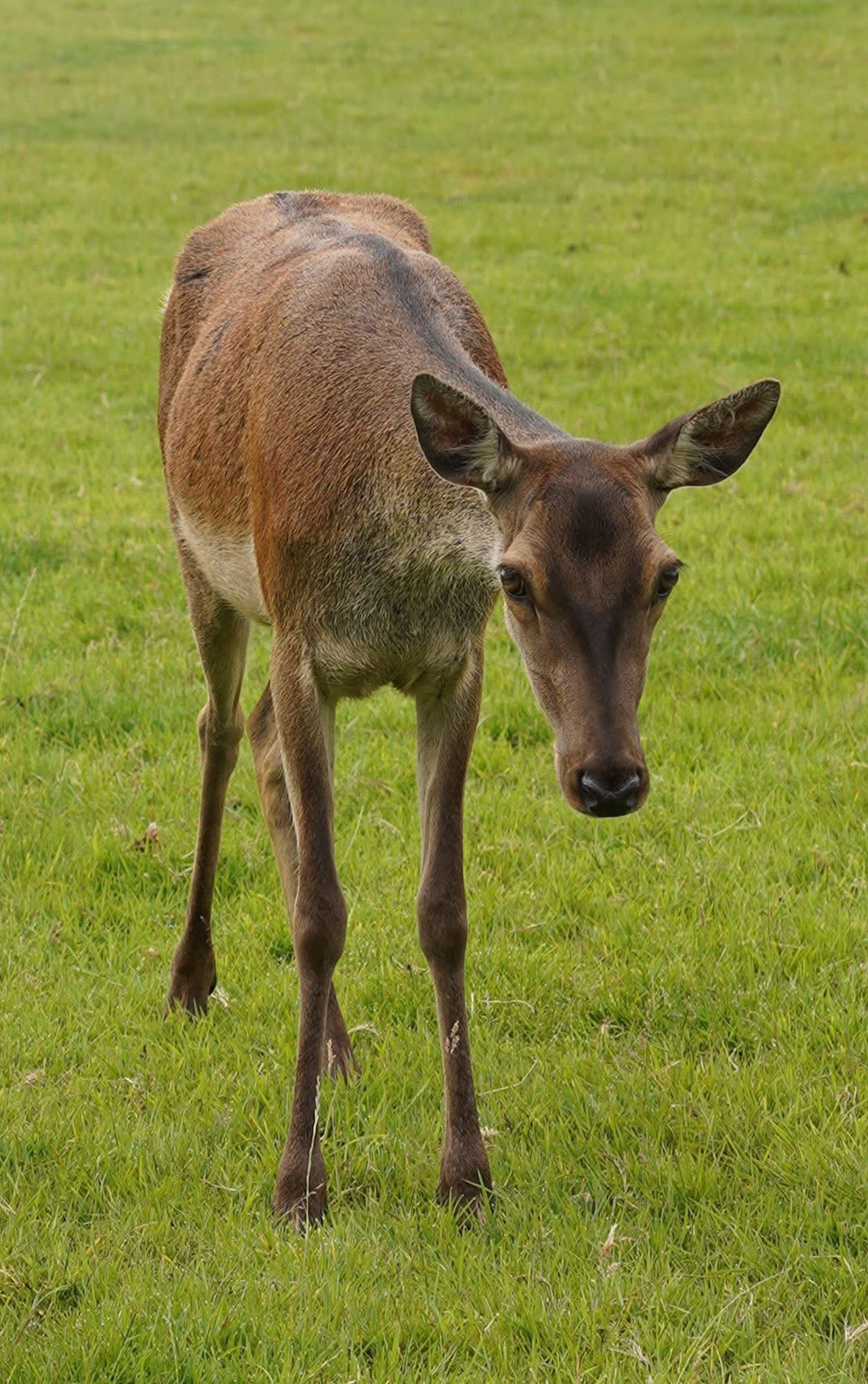 Deer Cartoon Photos, Download The BEST Free Deer Cartoon Stock Photos ...