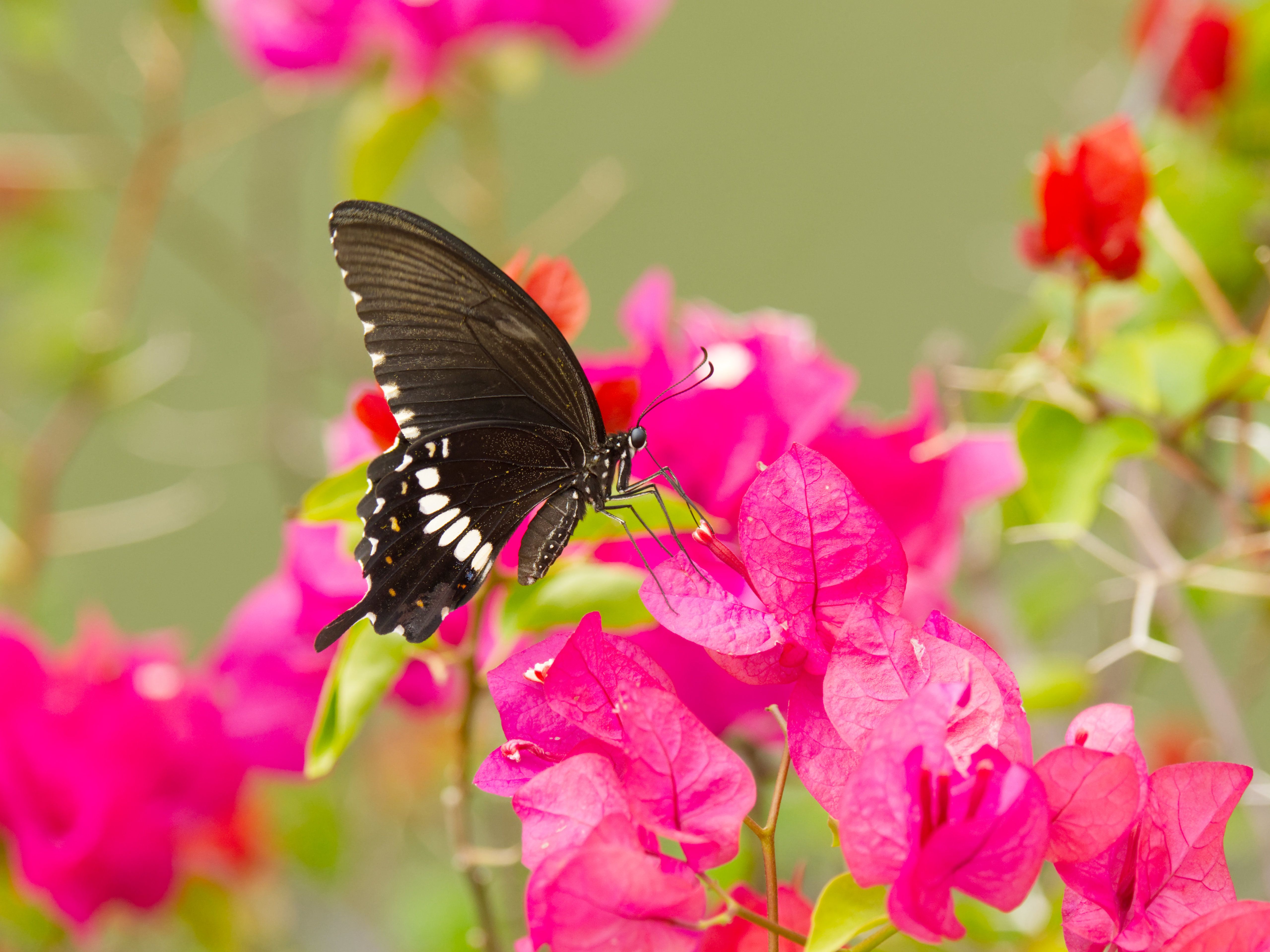 Pink Butterfly Photos, Download The BEST Free Pink Butterfly Stock ...