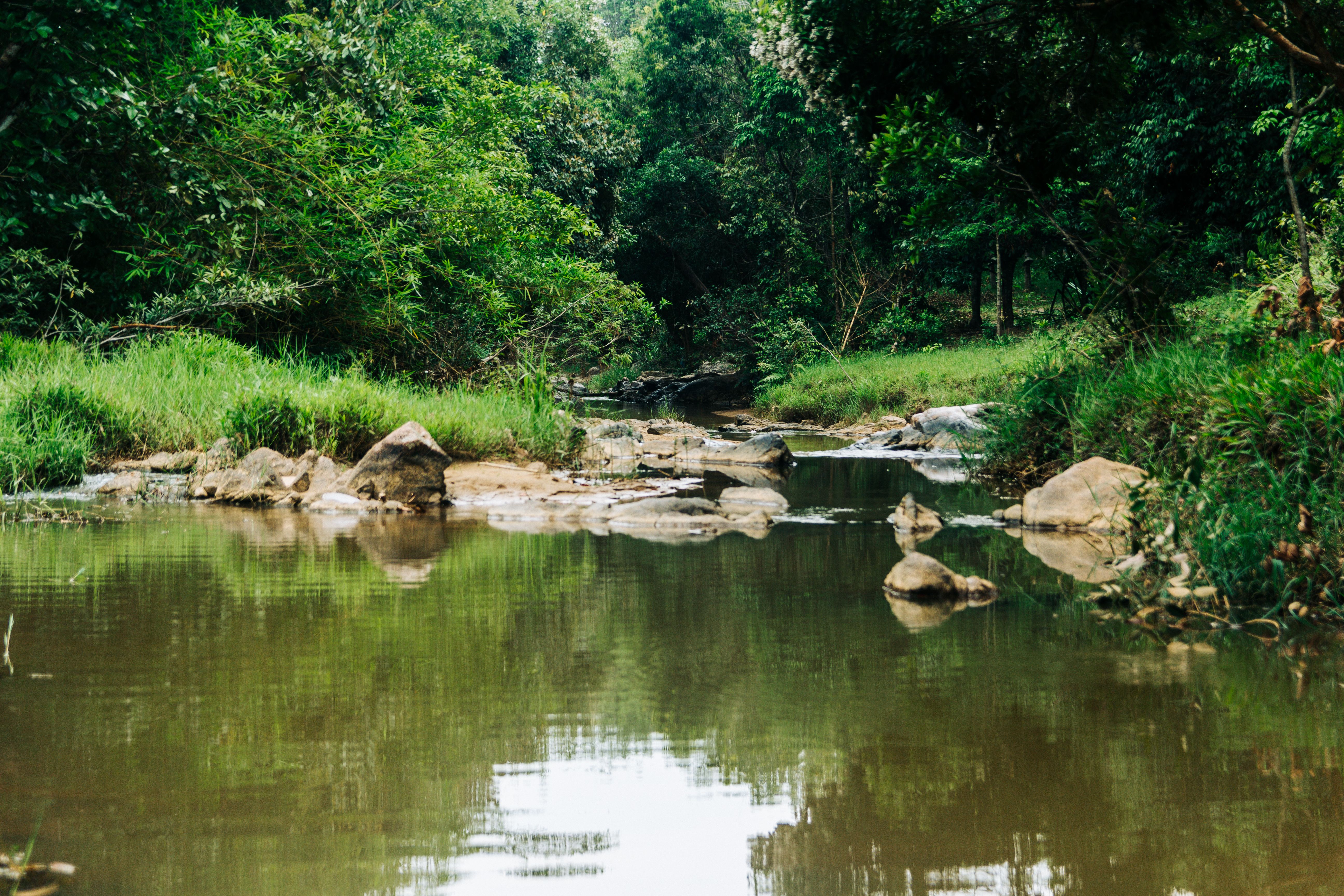 Peaceful Stream in Lush Green Vietnamese Forest · Free Stock Photo