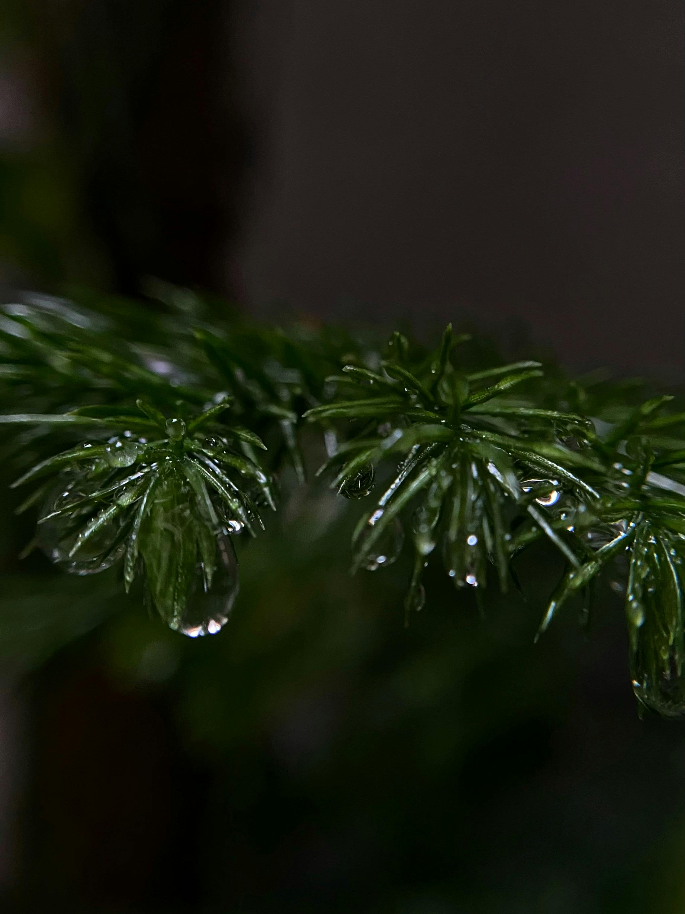 Humidity Photos, Download The BEST Free Humidity Stock Photos & HD Images