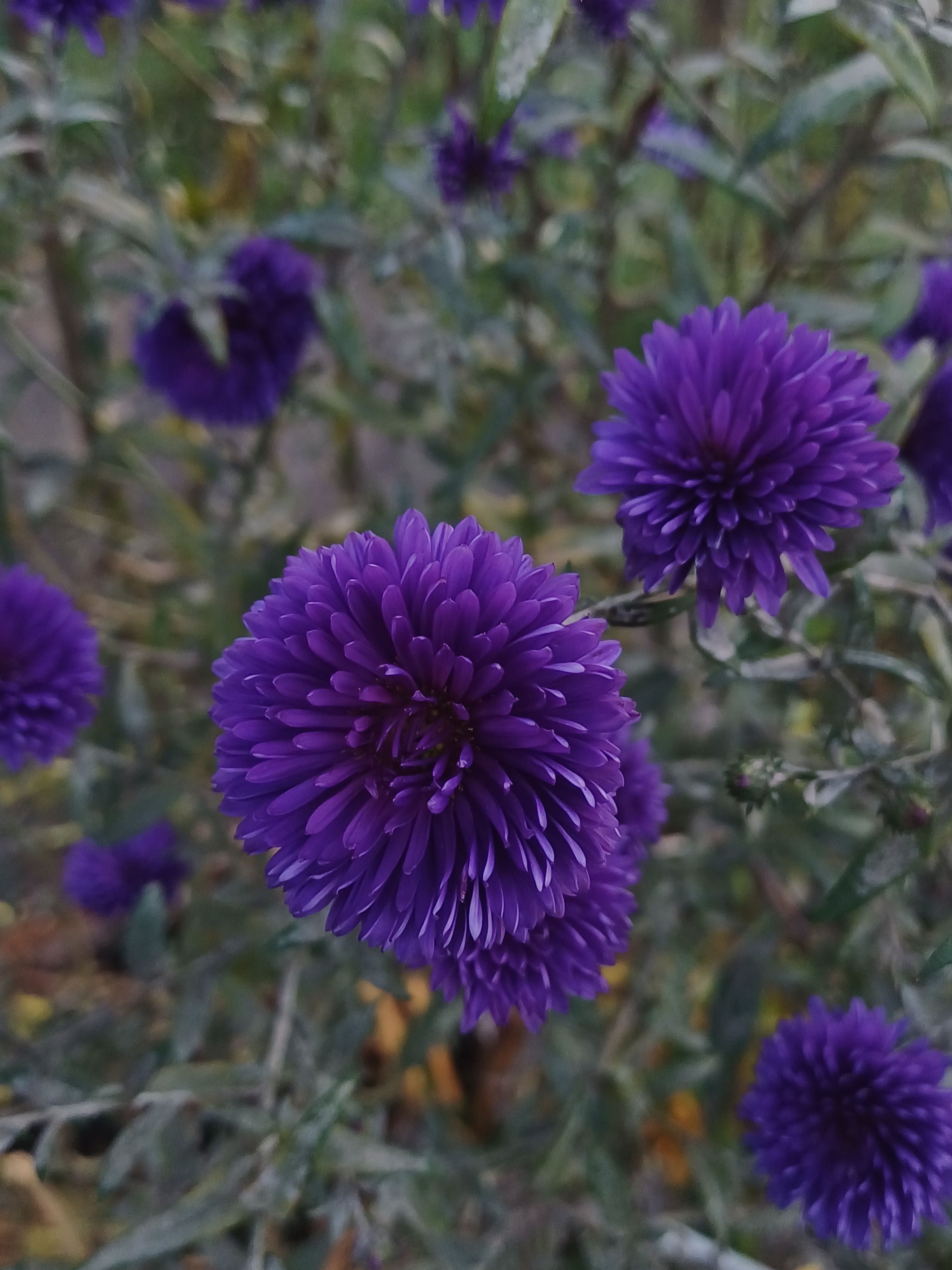 Vibrant Purple Aster Blooms in Fall Garden · Free Stock Photo