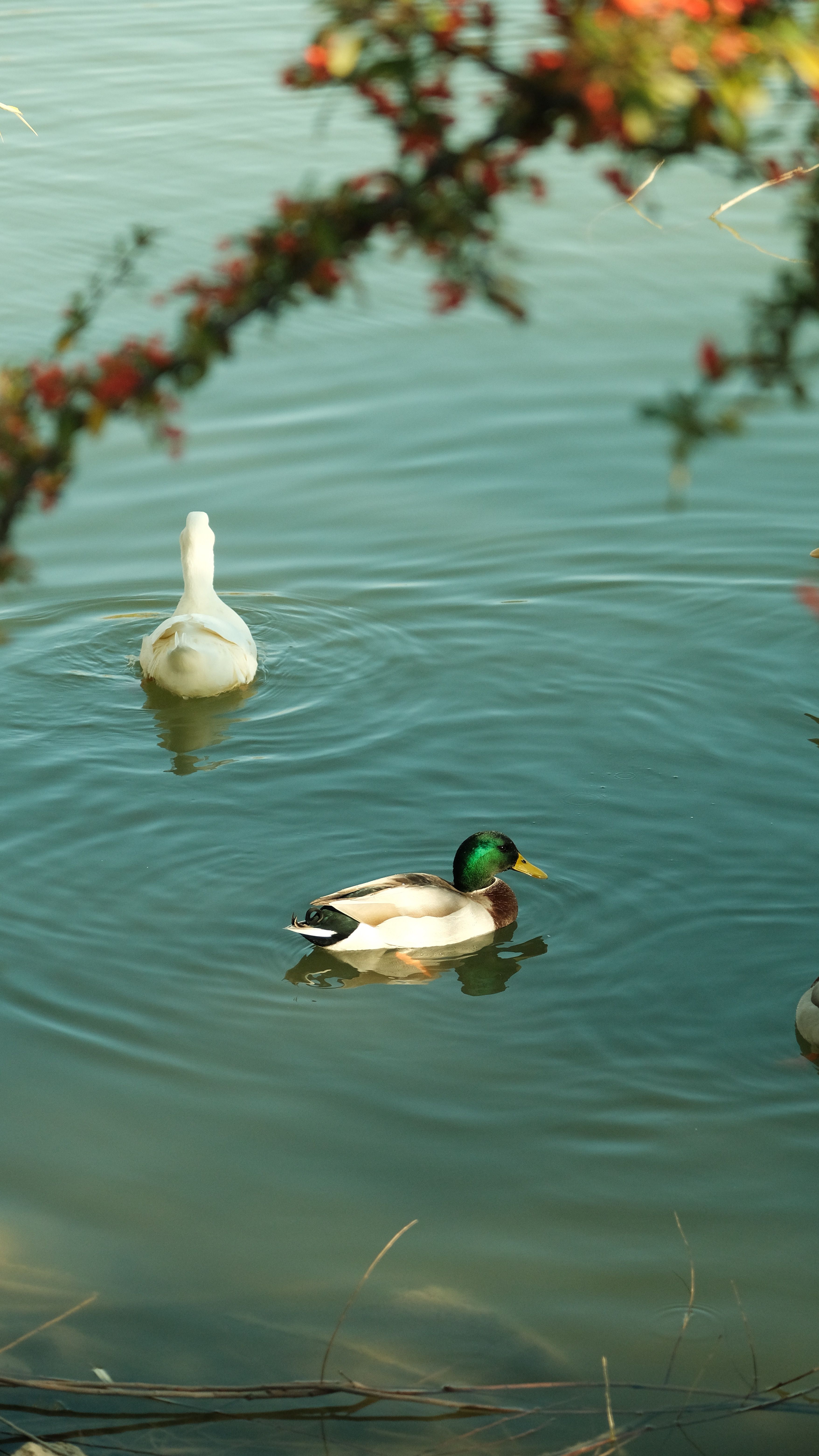 Serene Duck Pair Swimming in Tranquil Pond · Free Stock Photo