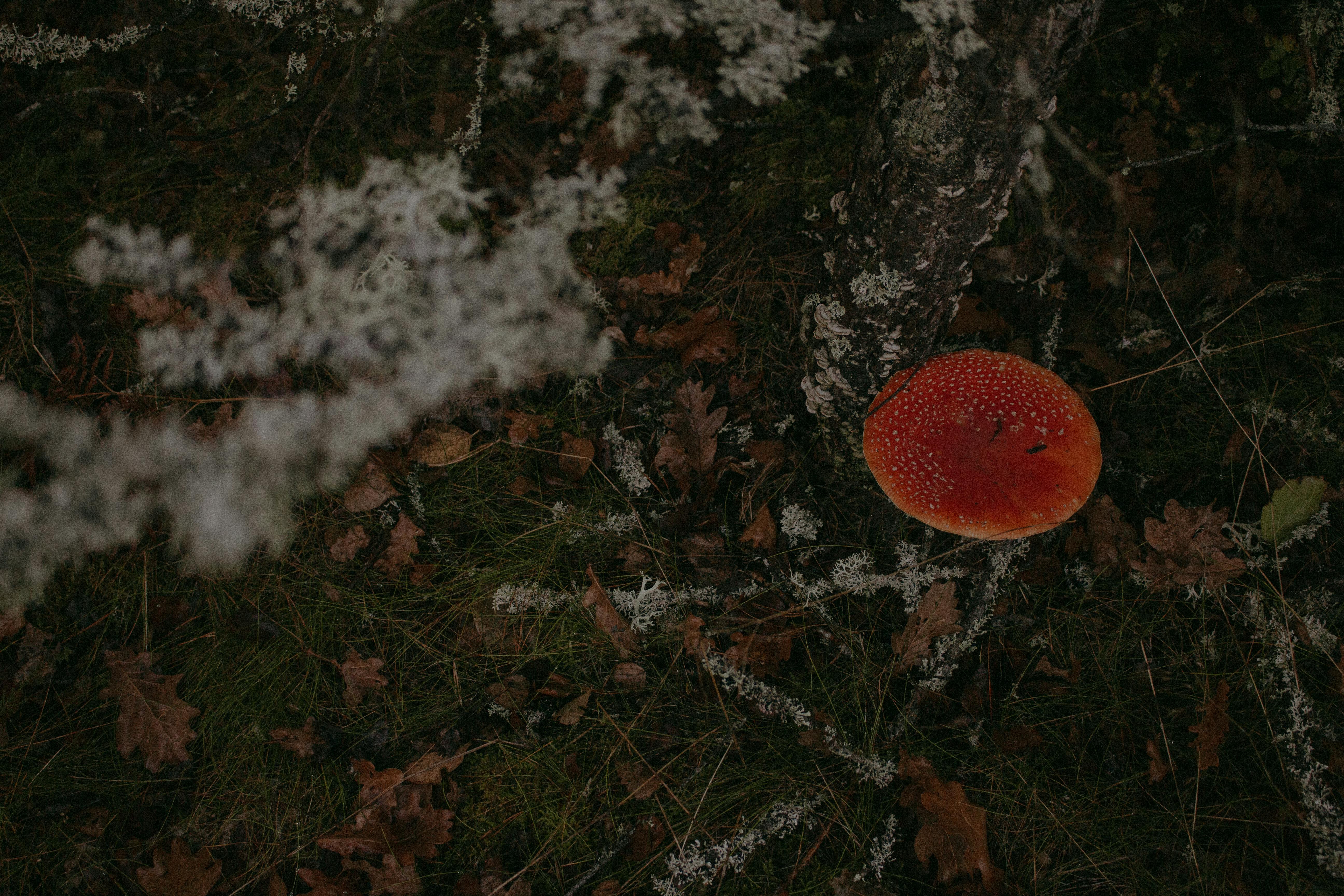 Leaves On The Malaysia Forest Ground Photos, Download The BEST Free ...