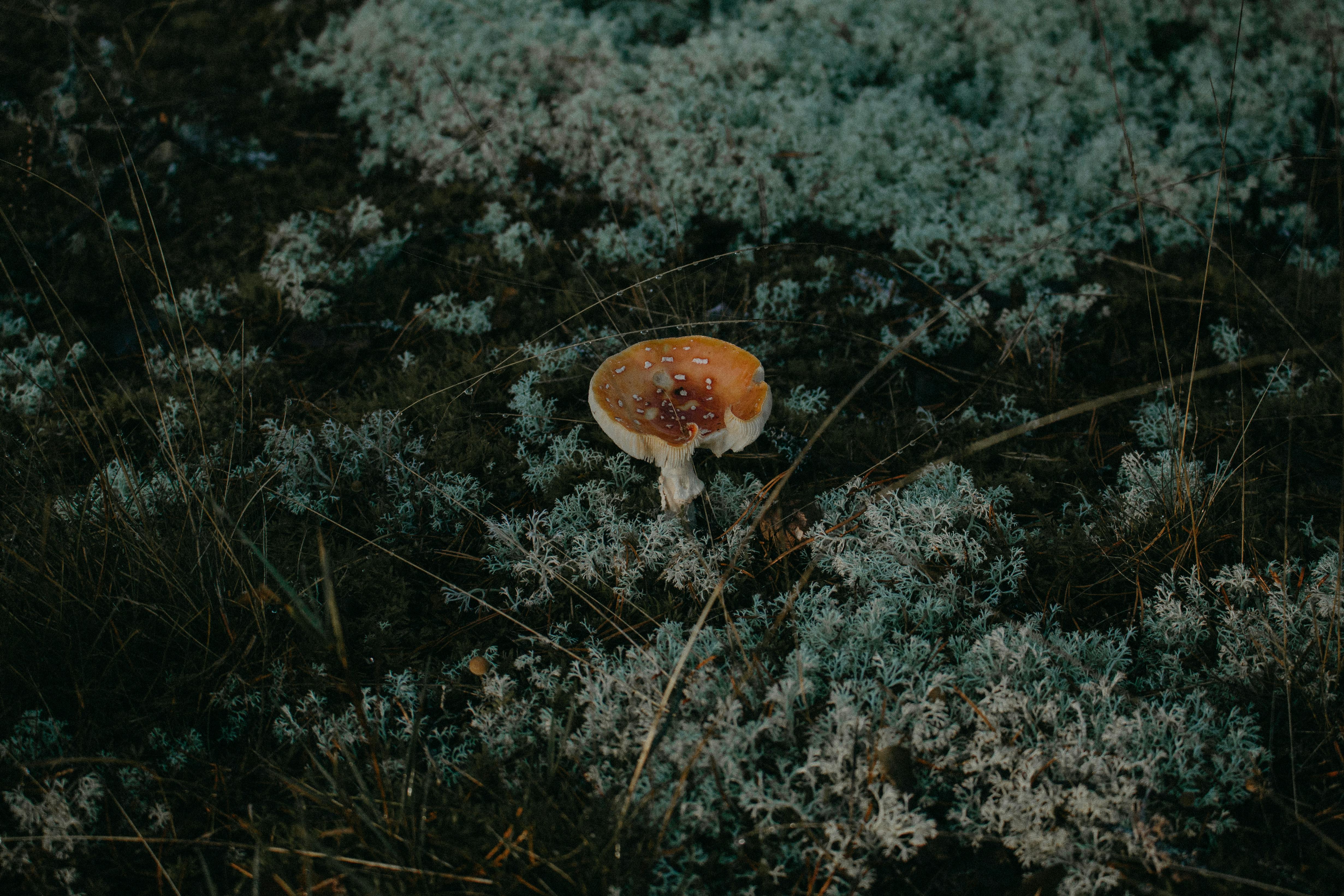 Fly Agaric Mushroom in Swedish Forest Underbrush · Free Stock Photo
