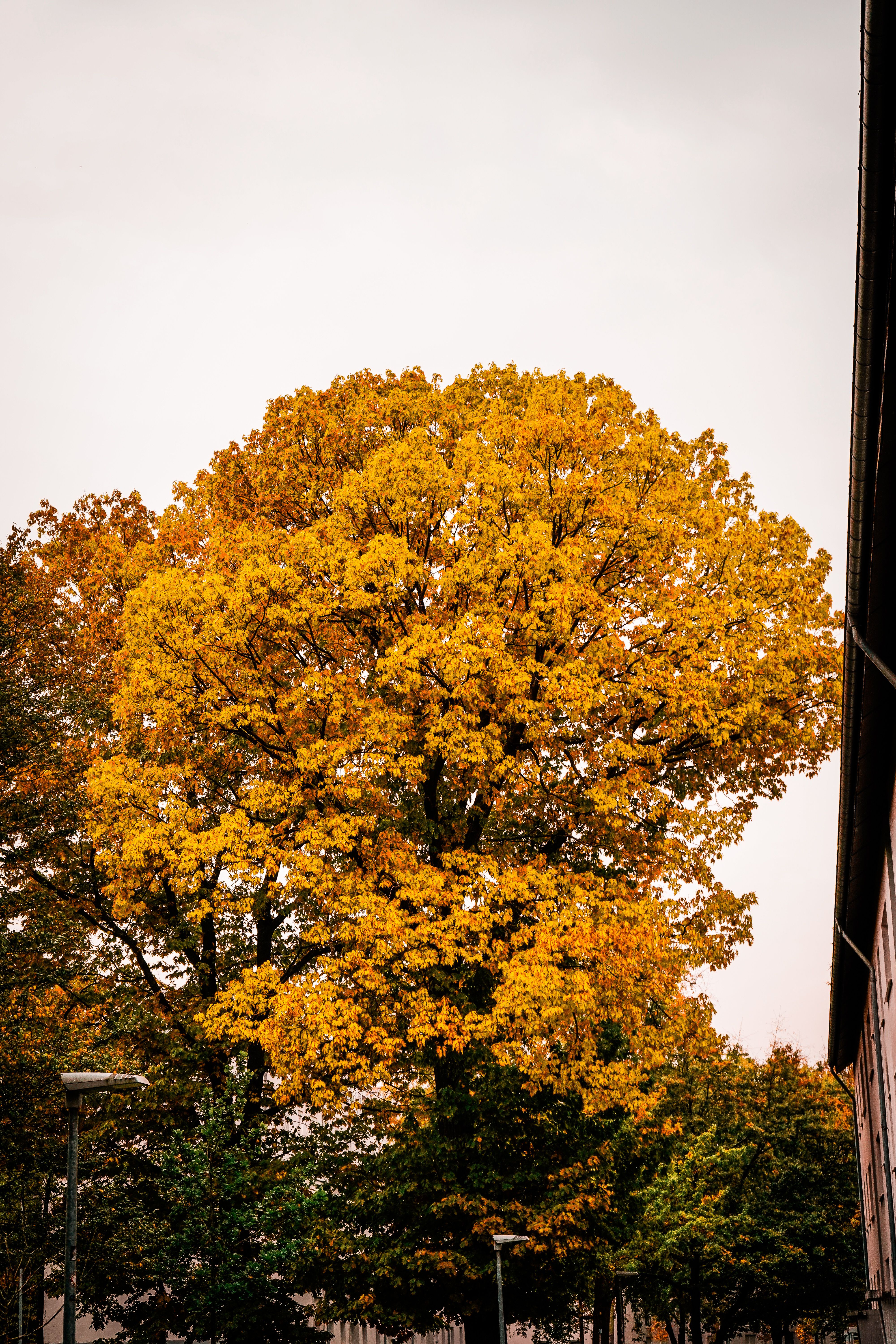 Vibrant Autumn Tree in Urban Landscape · Free Stock Photo