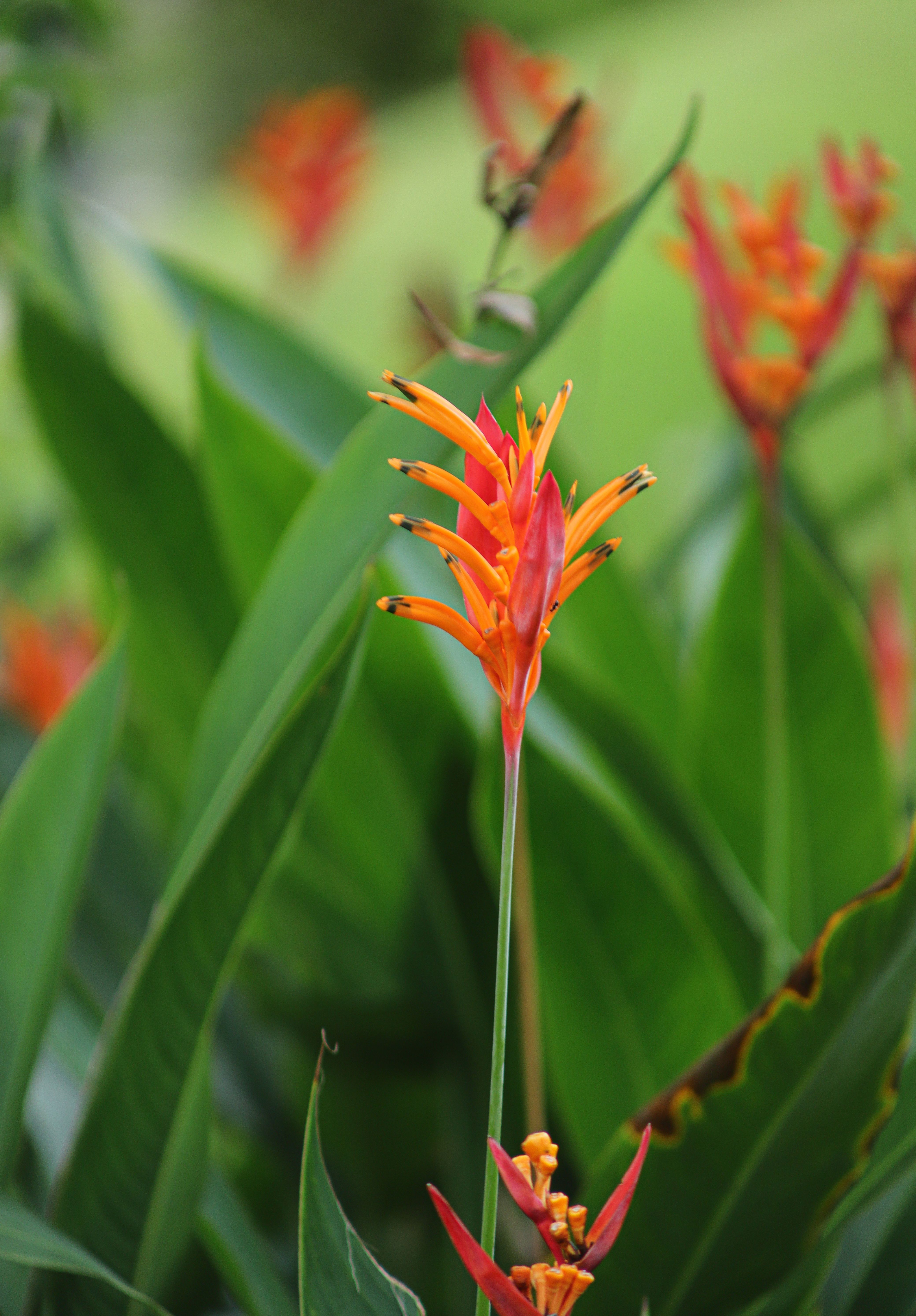 Vibrante Flor De Heliconia En La Exuberante Vegetación De Panamá · Foto ...