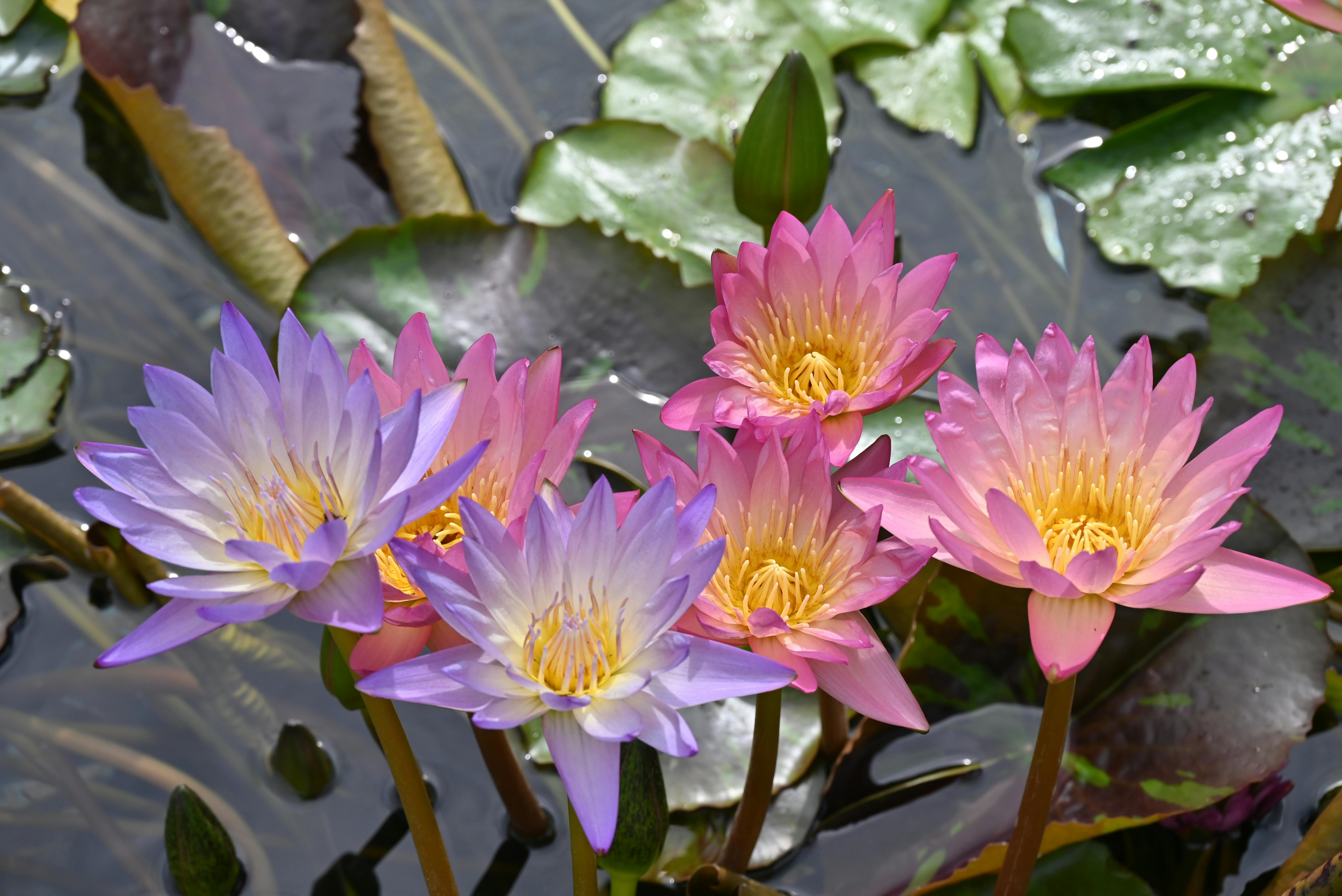 Binara Flower Photos, Download The BEST Free Binara Flower Stock Photos ...