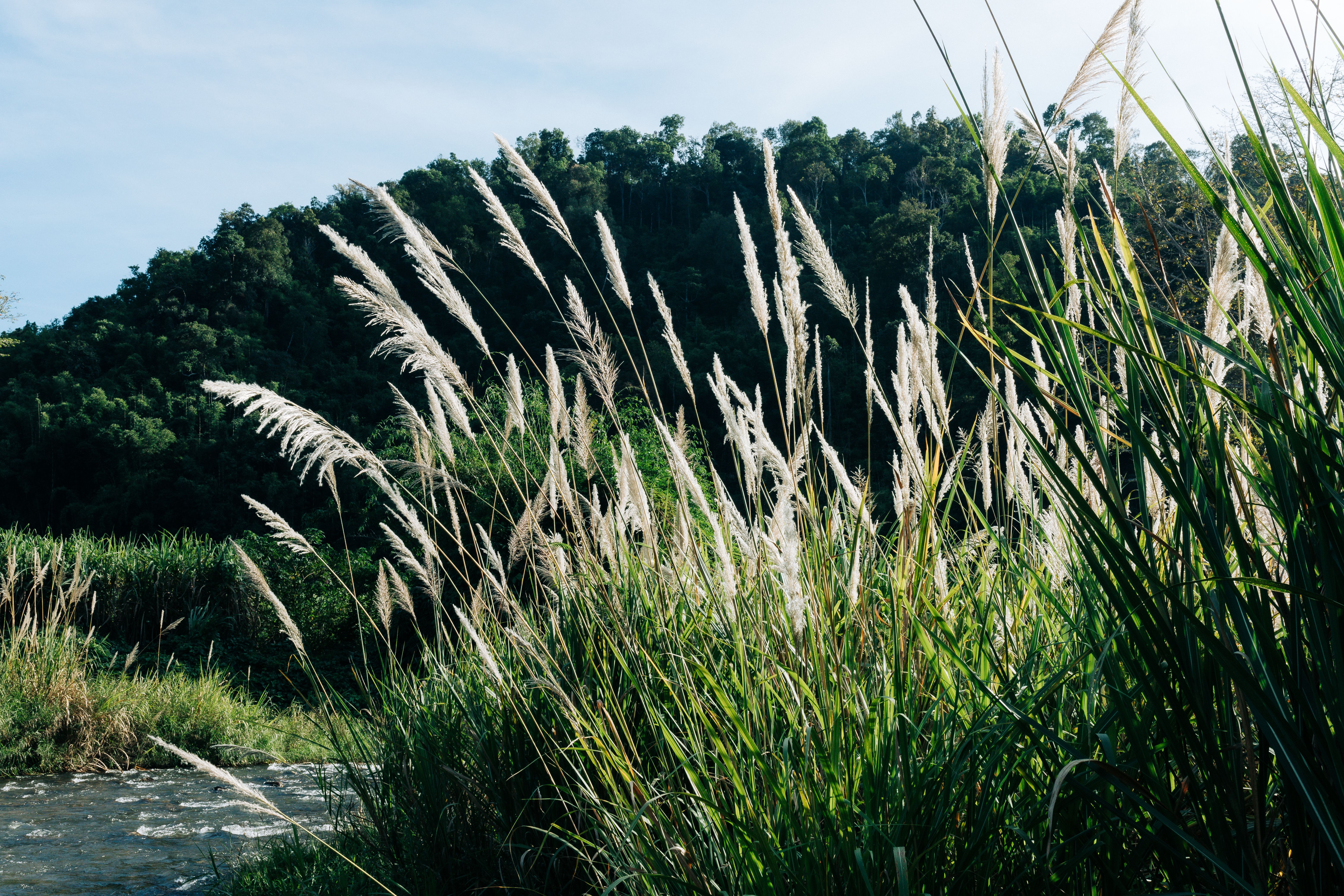 Serene Reed Field in Kon Tum, Vietnam · Free Stock Photo