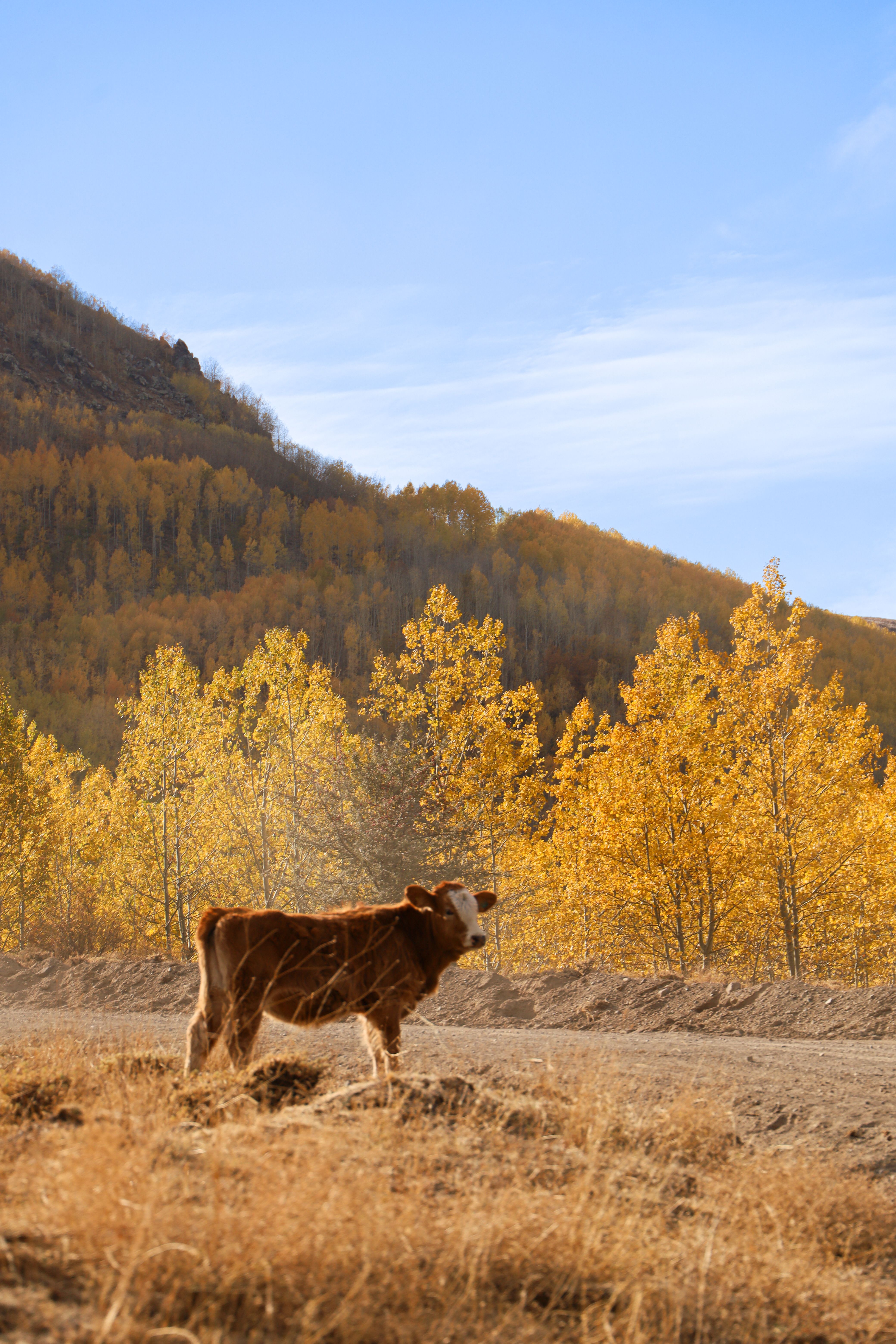 Cash Cow Thumbnails Photos, Download The BEST Free Cash Cow Thumbnails ...