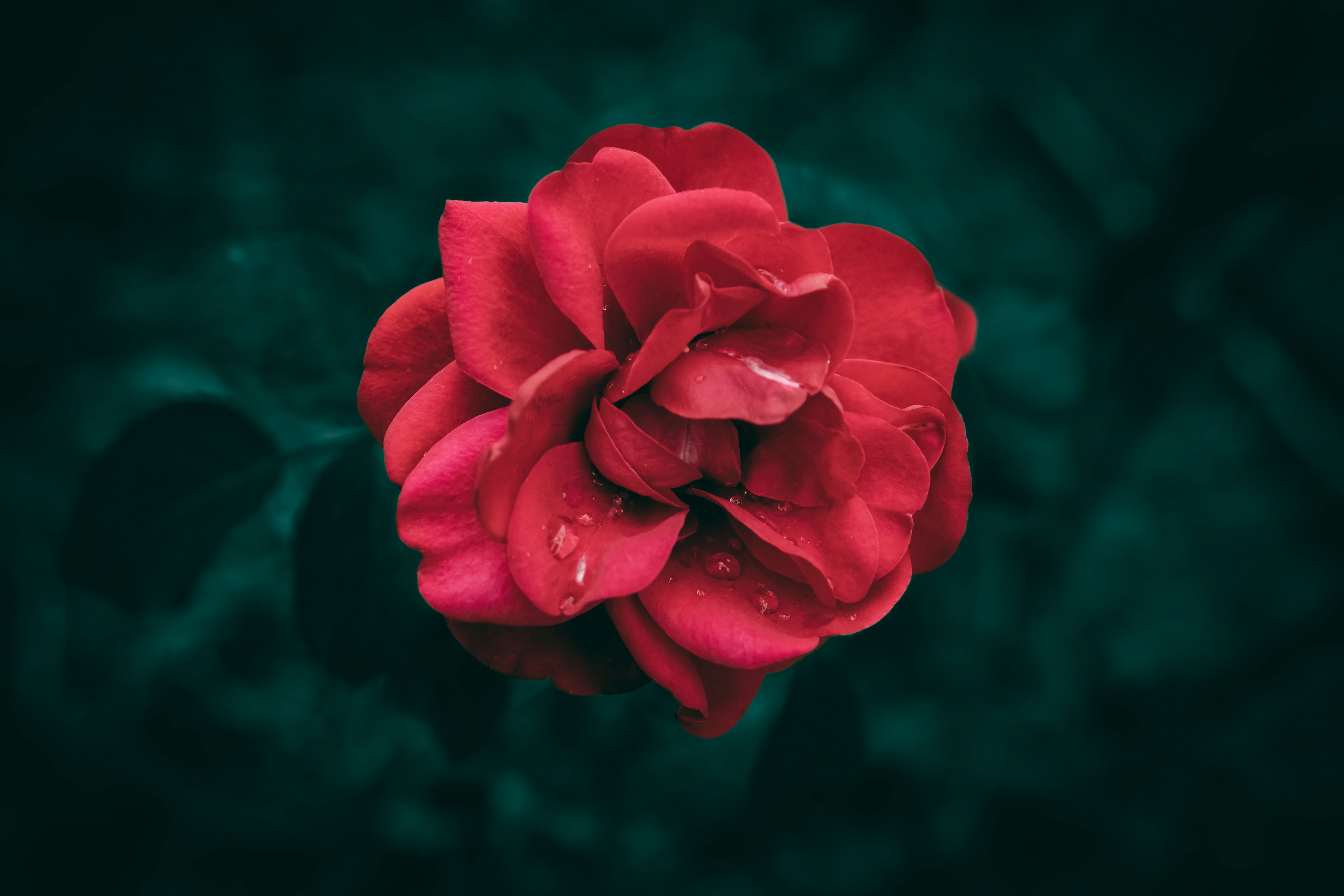 Gulab Flower Background Photos, Download The BEST Free Gulab Flower ...
