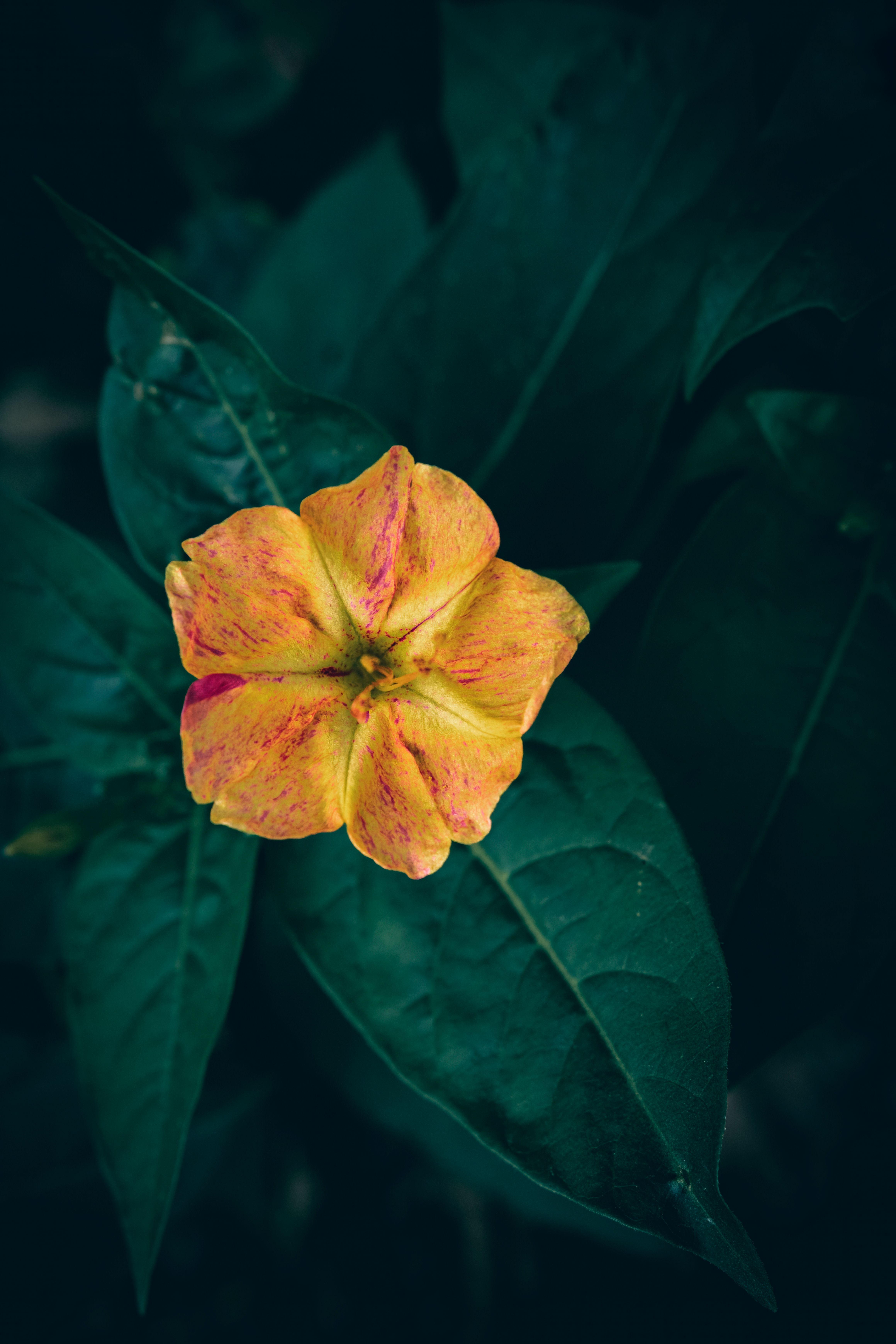Eau Primrose Photos, Download The BEST Free Eau Primrose Stock Photos ...
