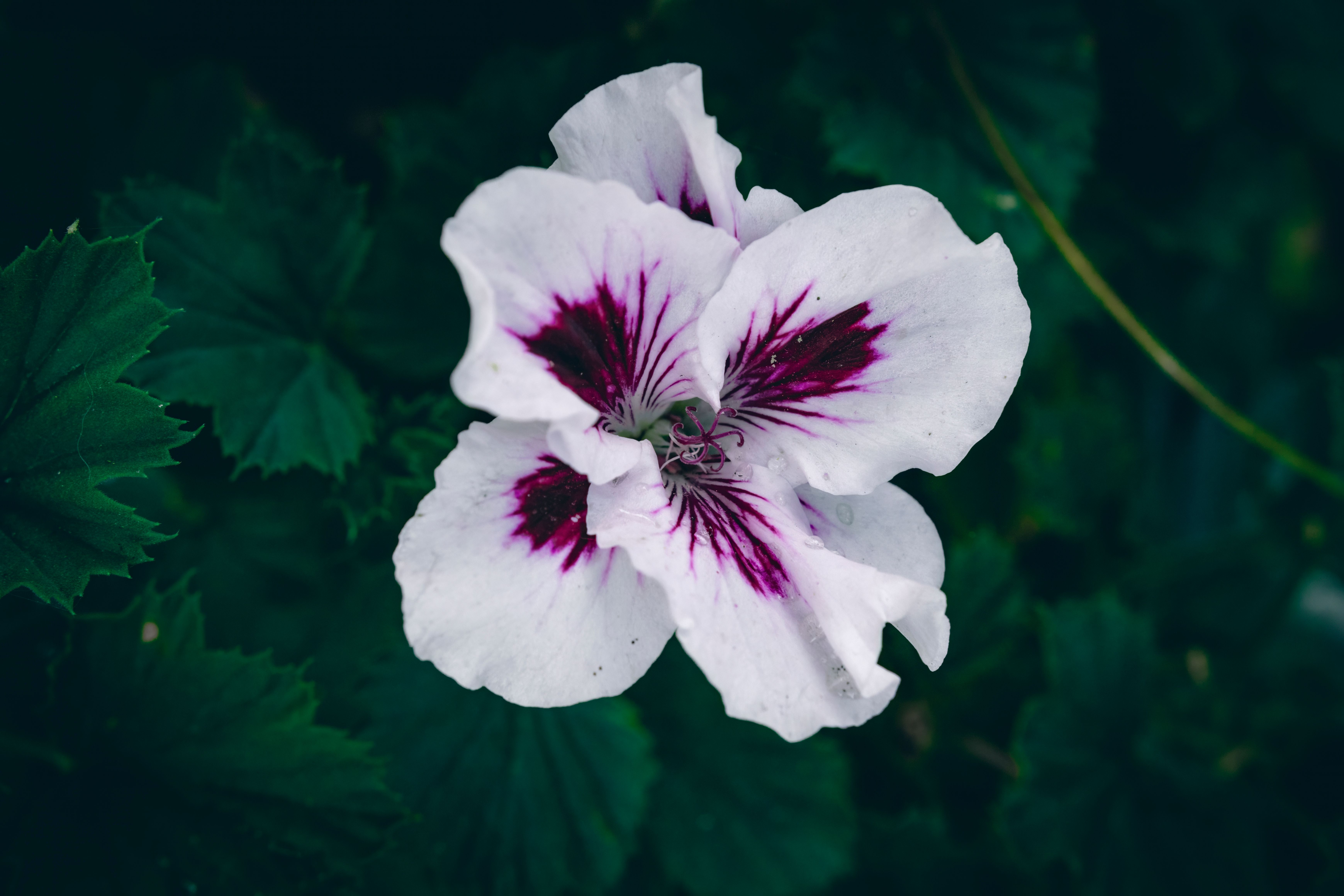 Close-up of a White and Purple Geranium in Bloom · Free Stock Photo