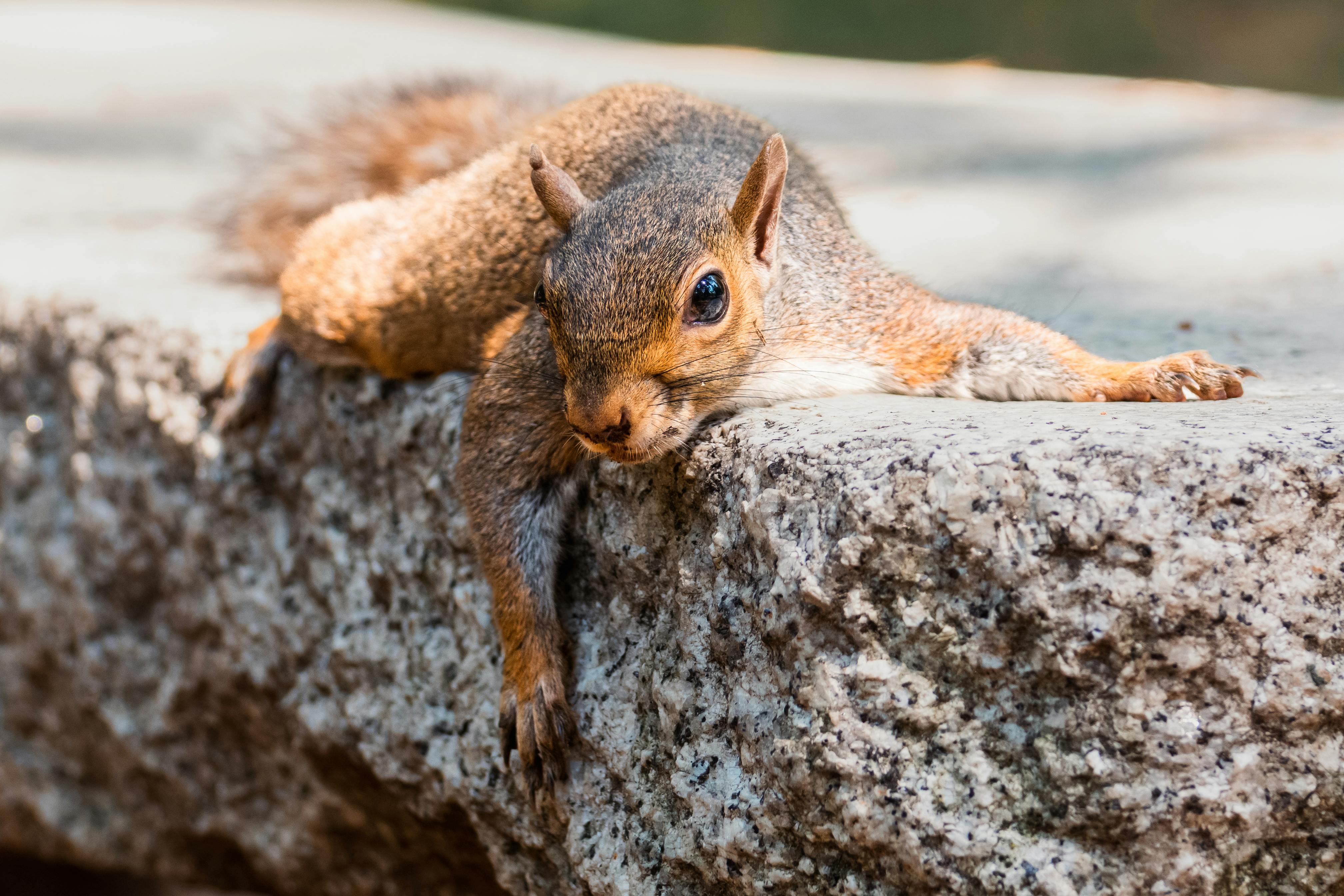 Cute Squirrel Photos, Download The BEST Free Cute Squirrel Stock Photos ...