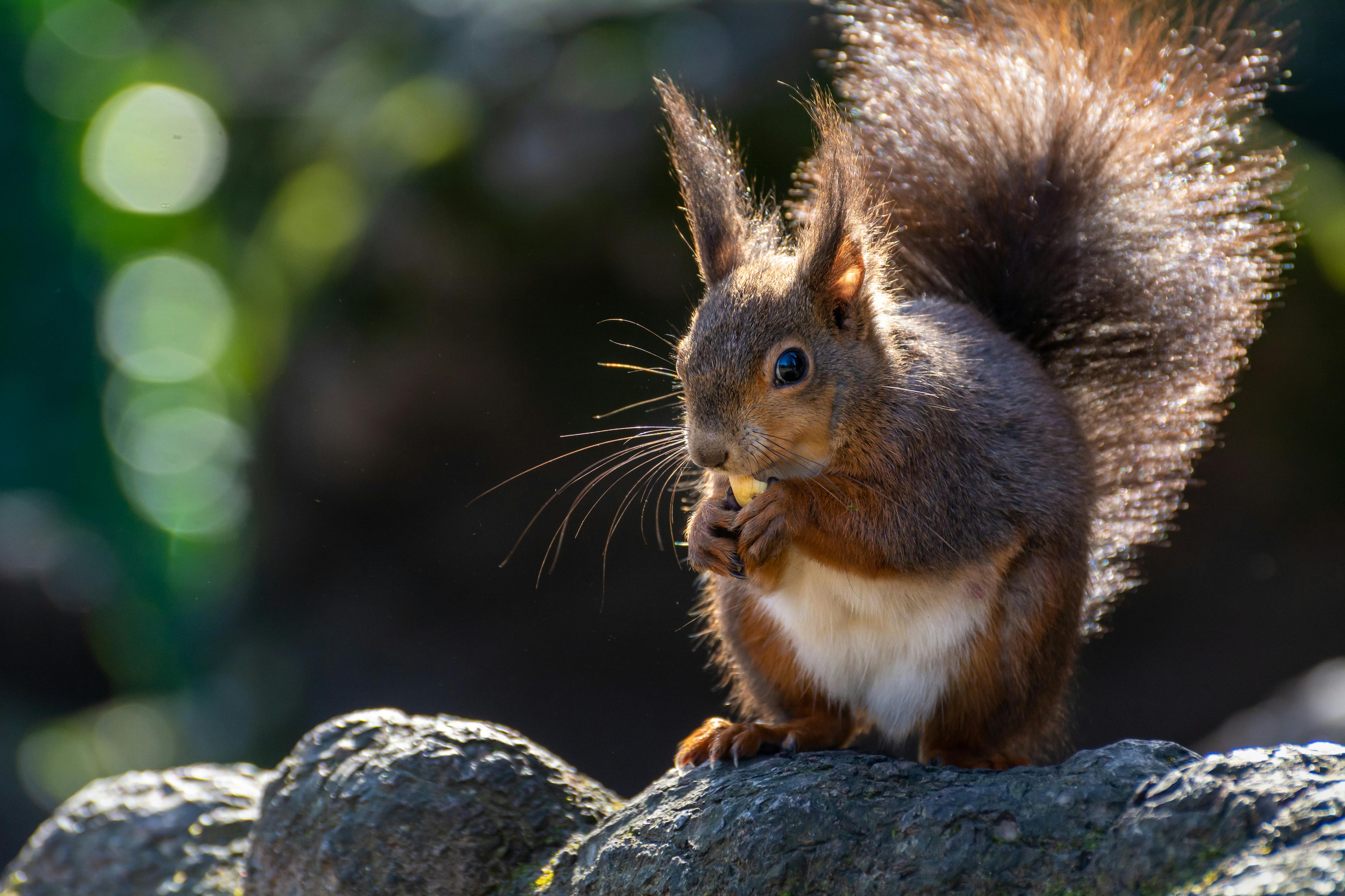 Cute Squirrel Photos, Download The BEST Free Cute Squirrel Stock Photos ...
