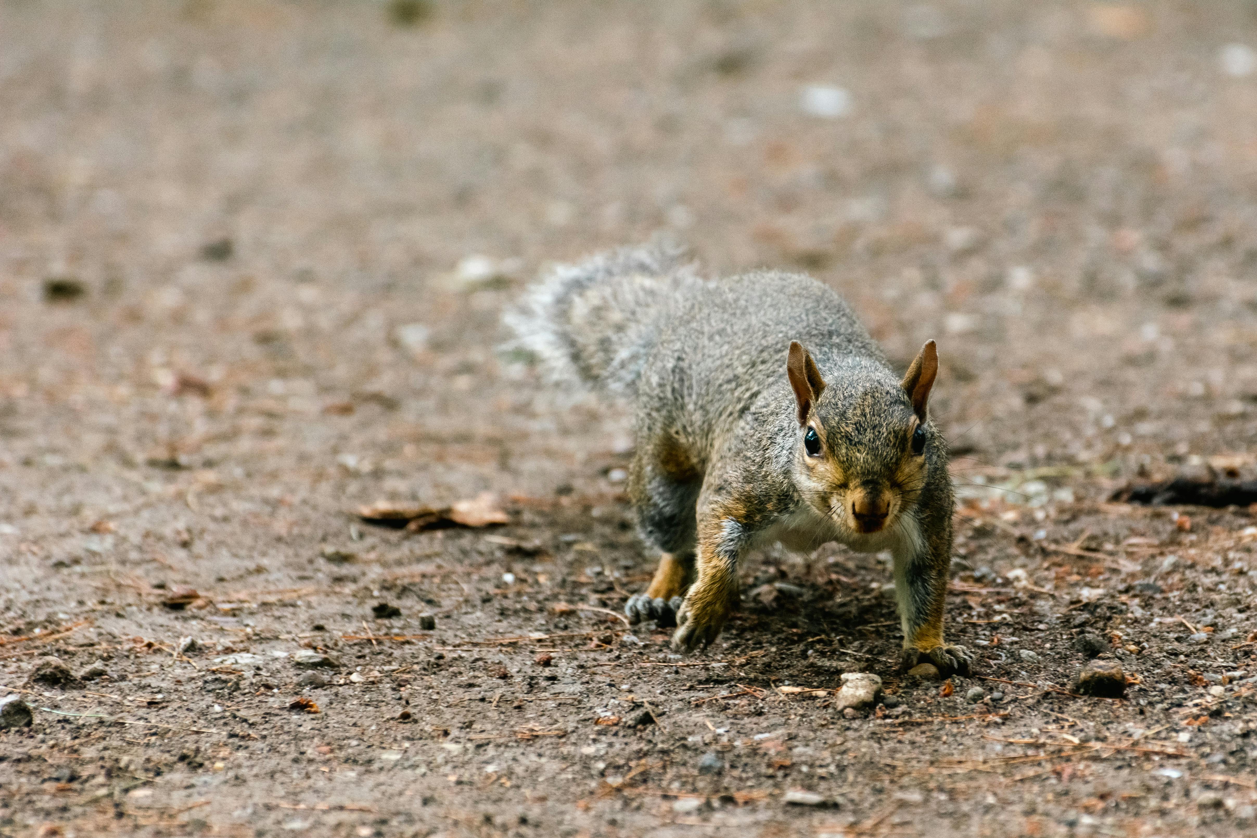 Cute Squirrel Photos, Download The BEST Free Cute Squirrel Stock Photos ...