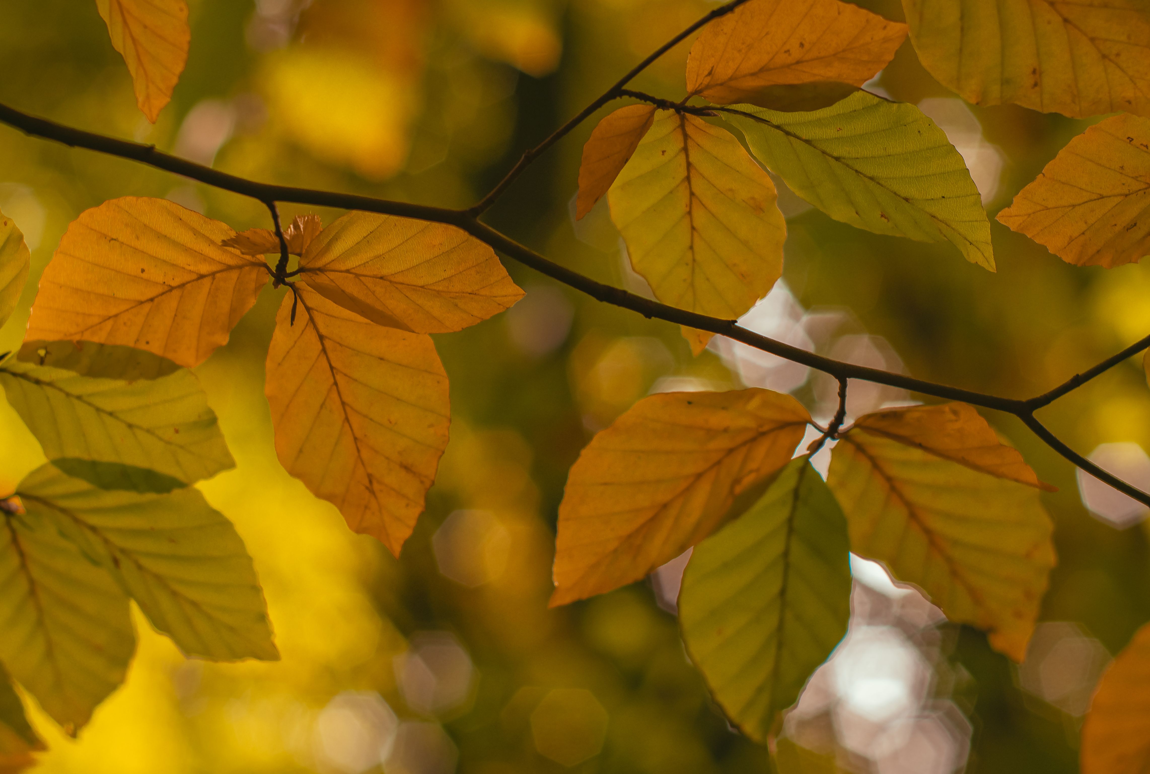 Autumn Leaves on a Tree Branch in Fall Forest · Free Stock Photo