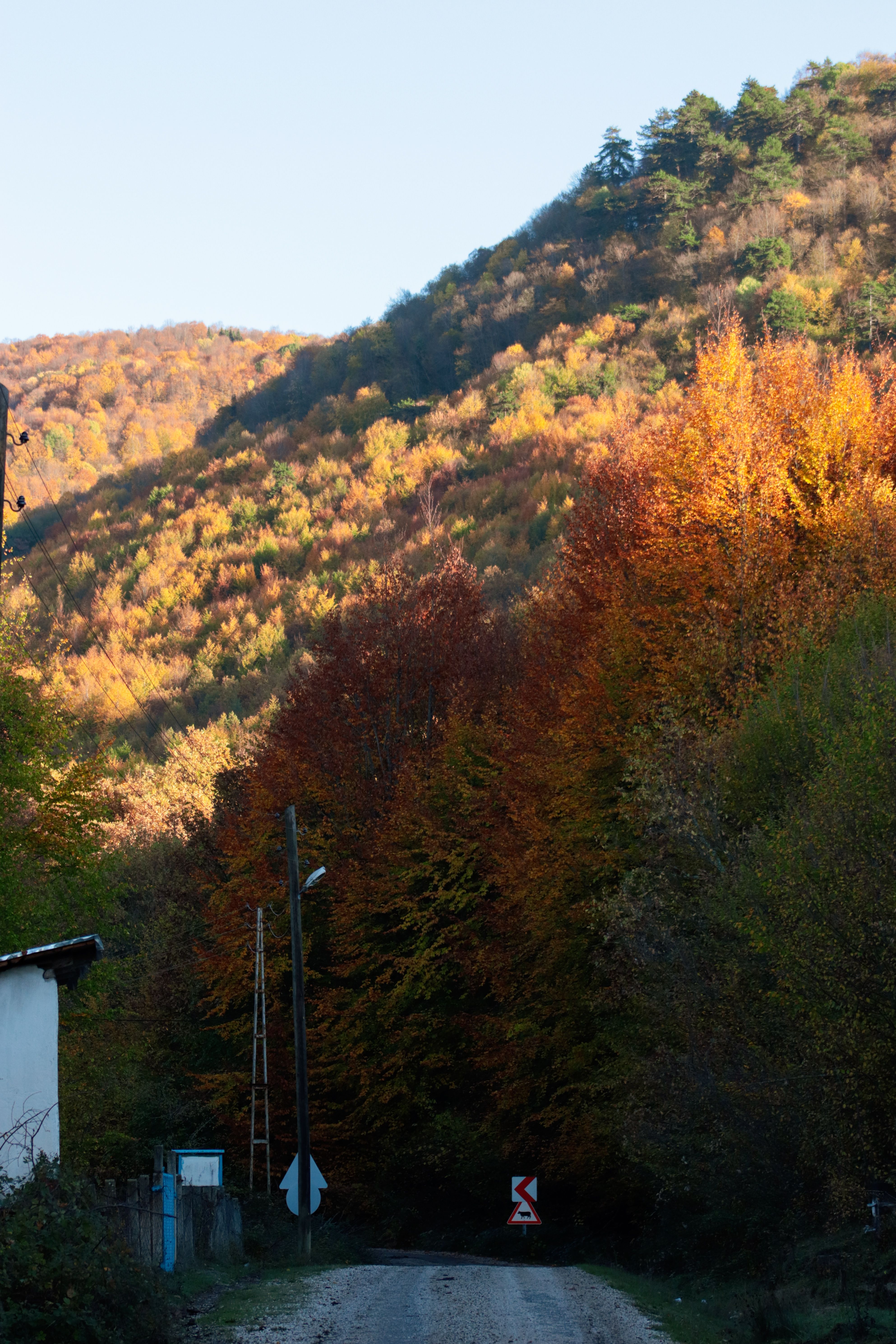 Scenic Autumn Mountain Road with Fall Foliage · Free Stock Photo