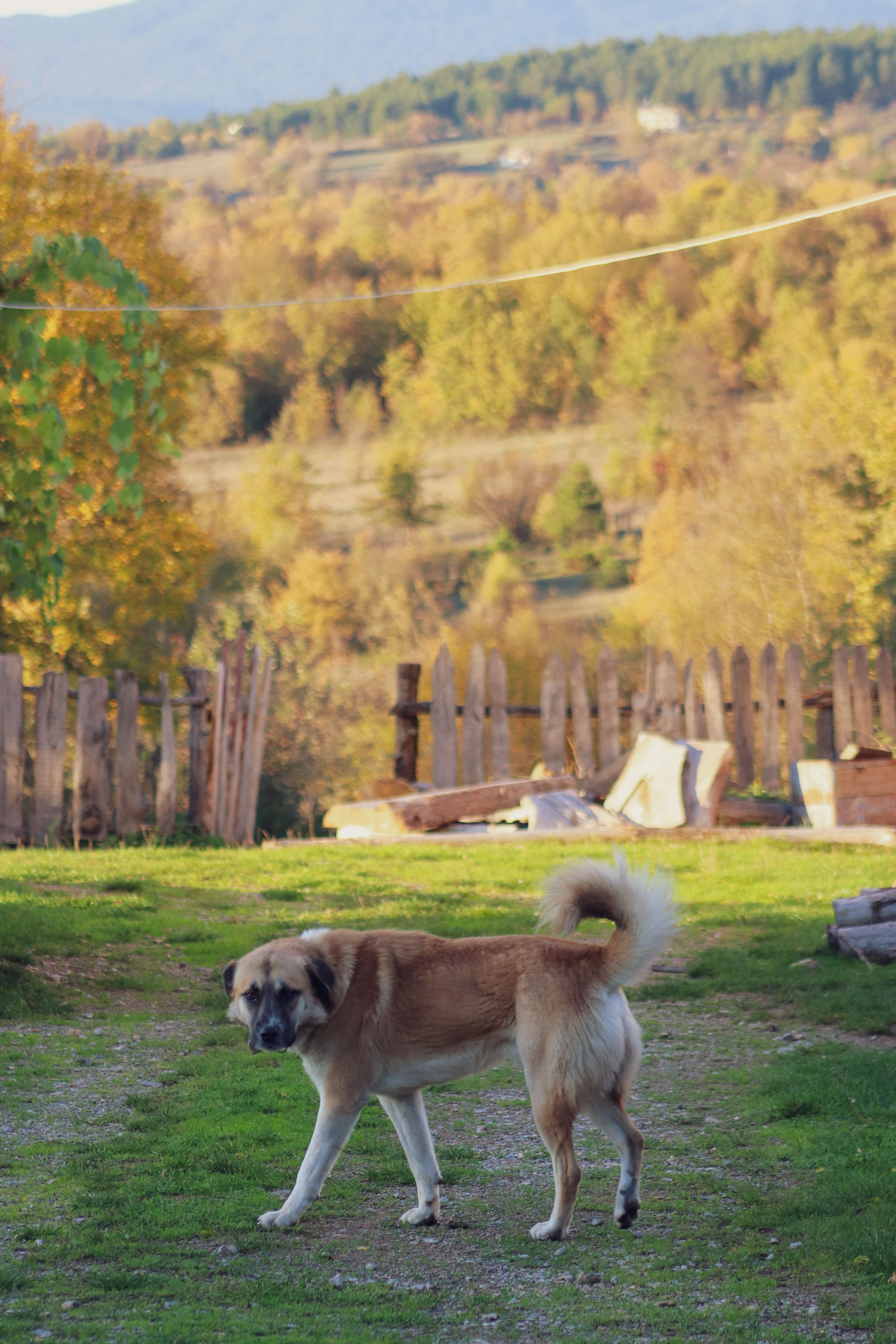 Dog in Scenic Autumn Countryside Setting · Free Stock Photo