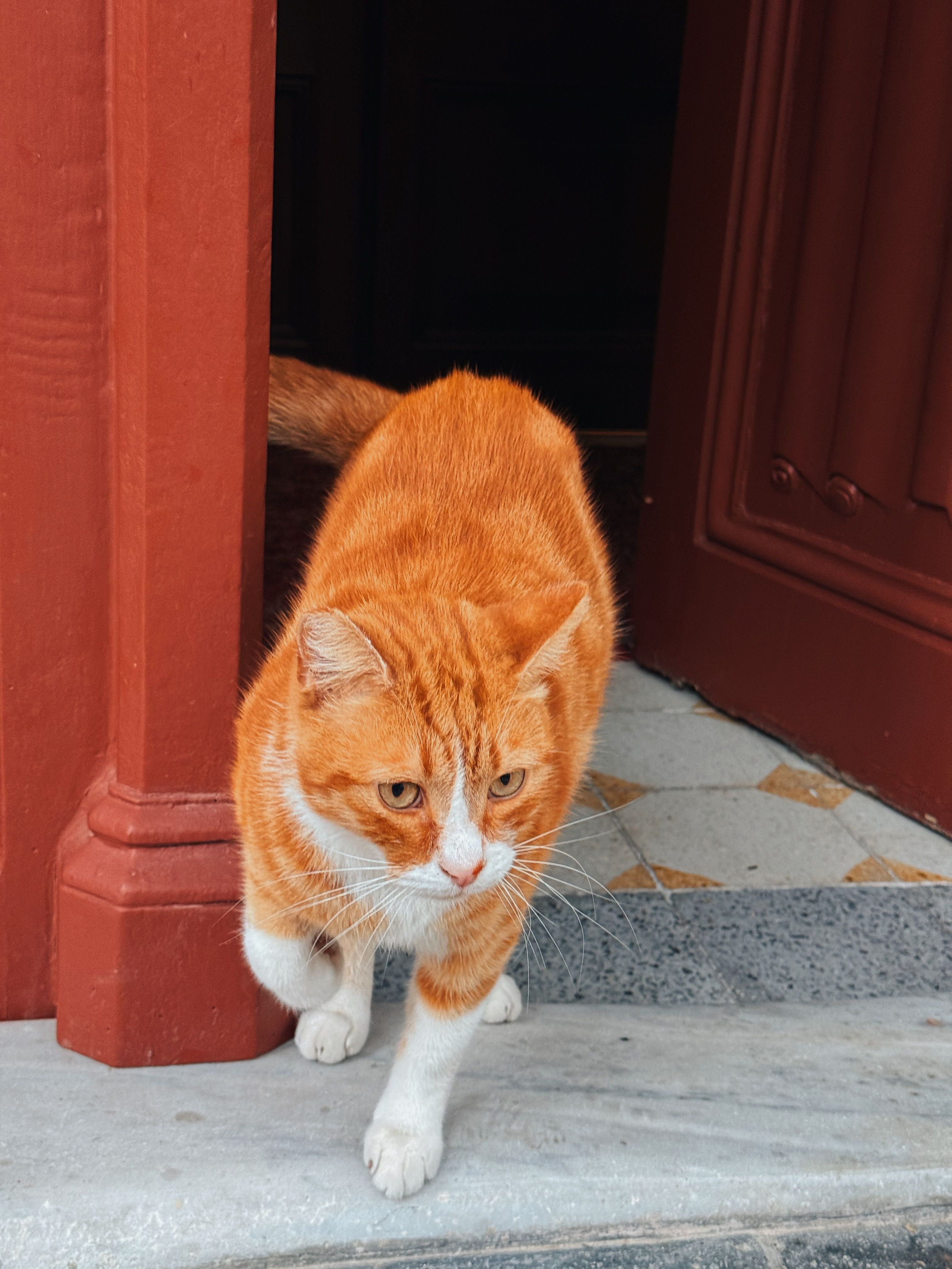 Charming Orange Tabby Cat Stepping Out of Doorway · Free Stock Photo