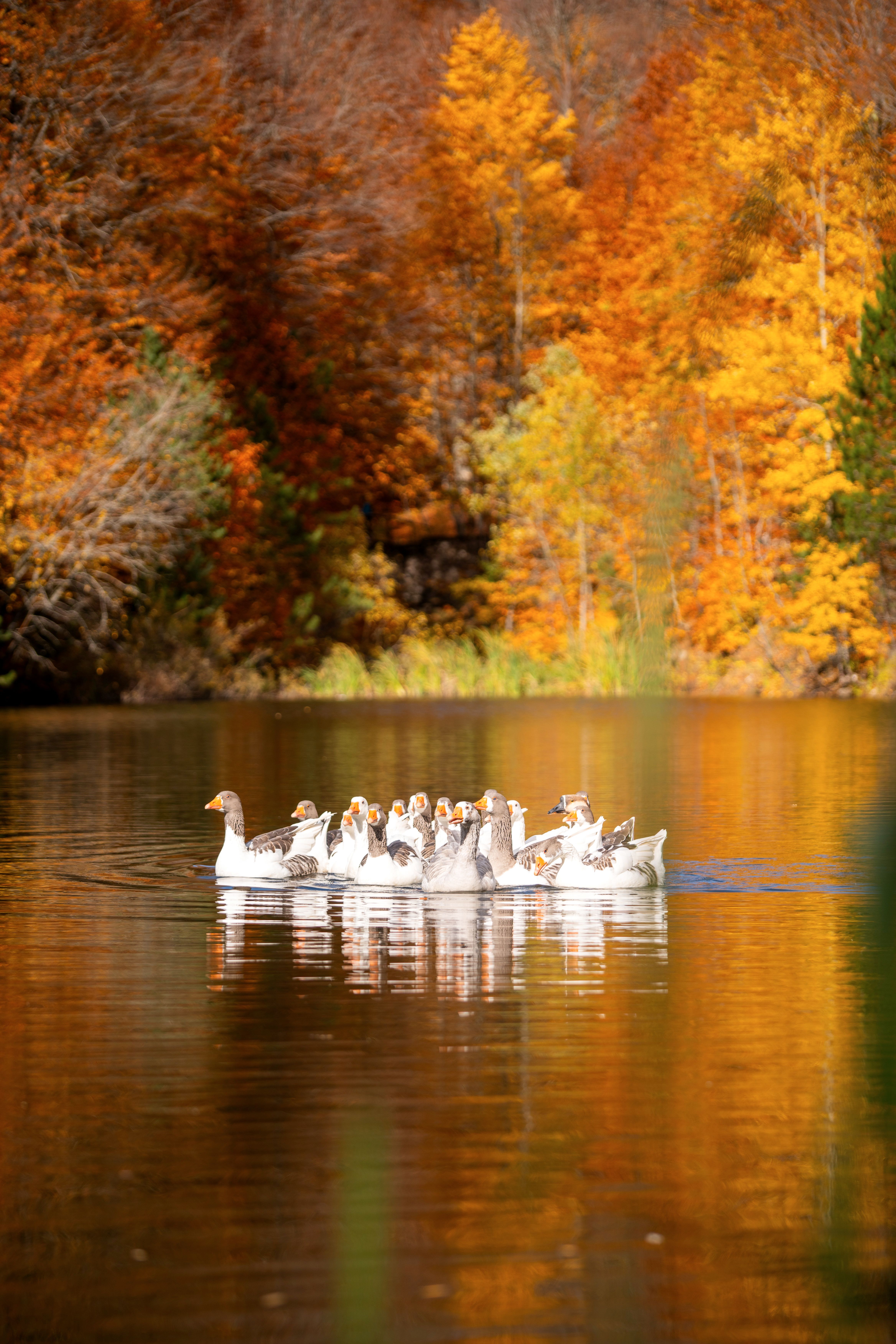 Flock of Ducks on a Tranquil Autumn Lake · Free Stock Photo