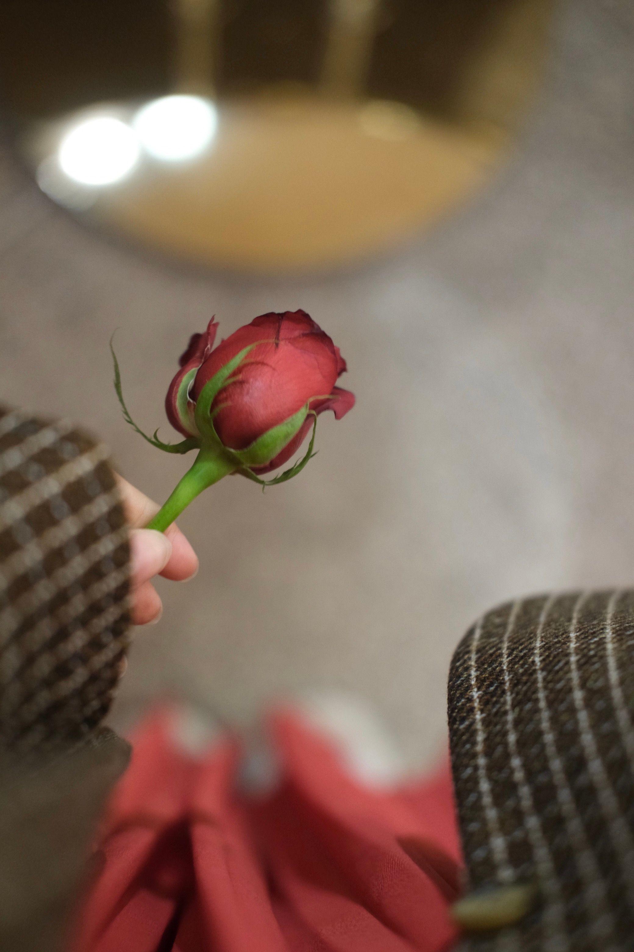 Close-up of Hand Holding Single Red Rose Bud · Free Stock Photo
