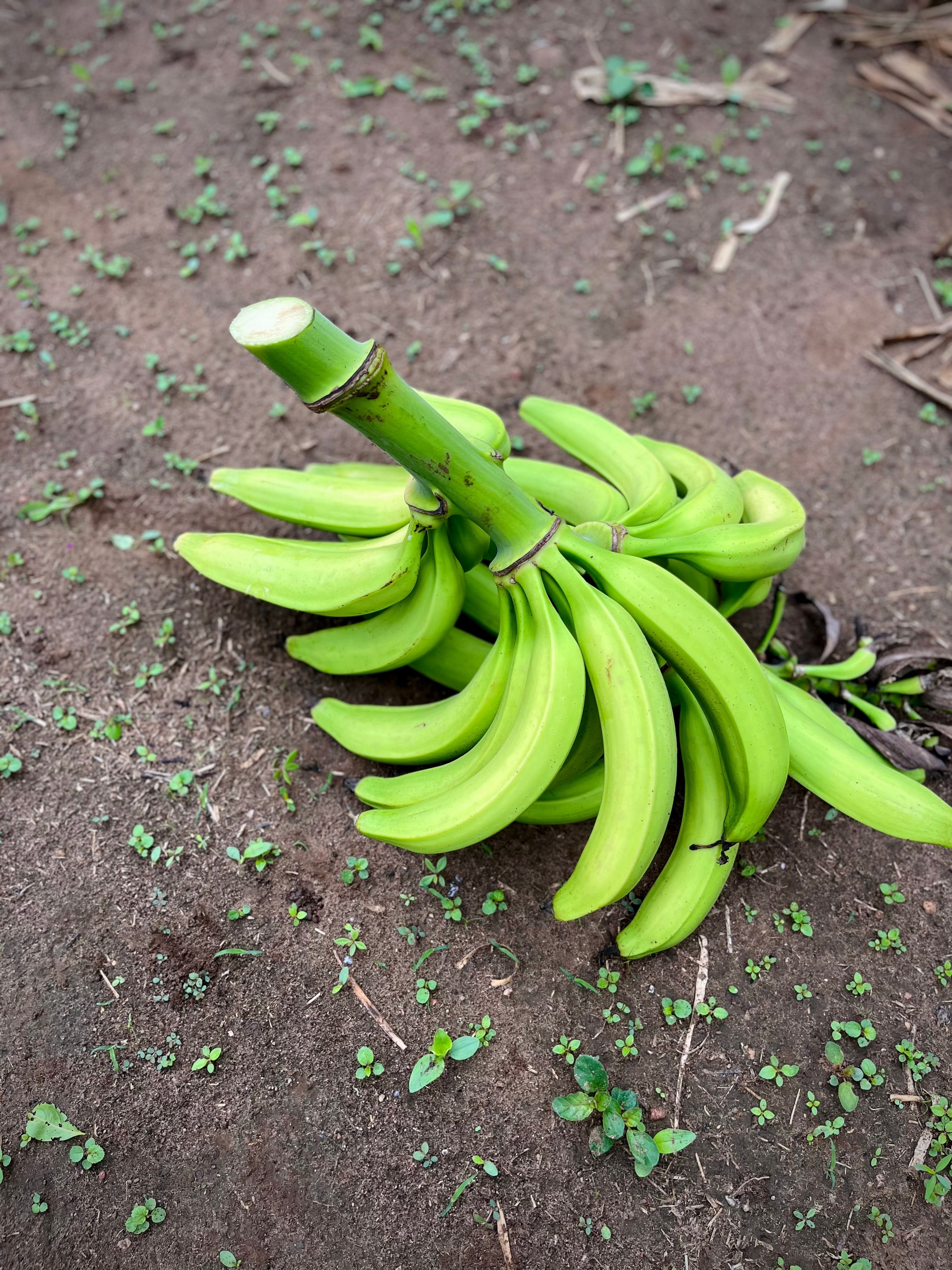 Fresh Cluster of Green Bananas on Dirt · Free Stock Photo