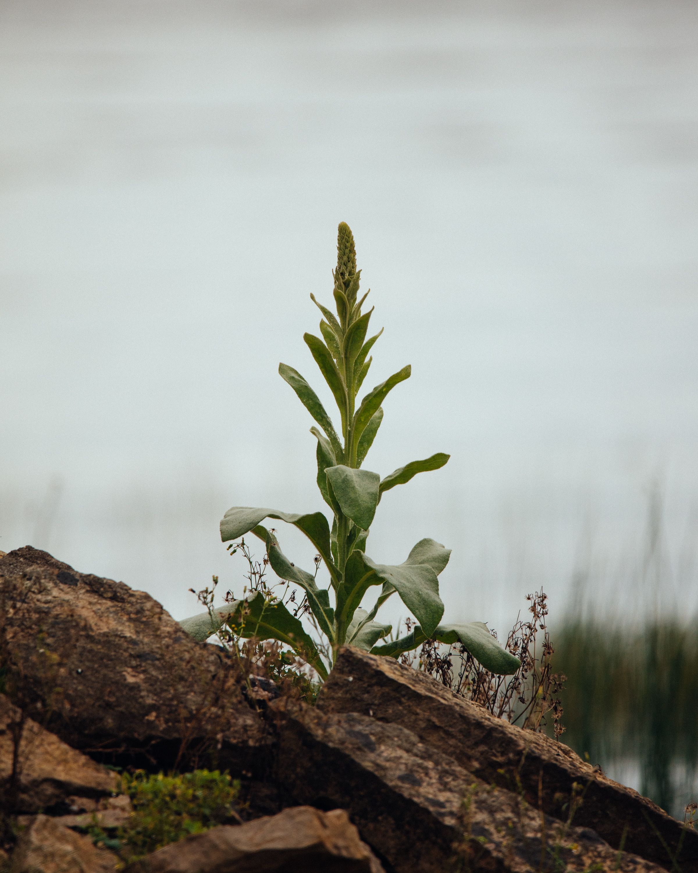 Wild Mullein Plant by Lake Shore in Michigan · Free Stock Photo