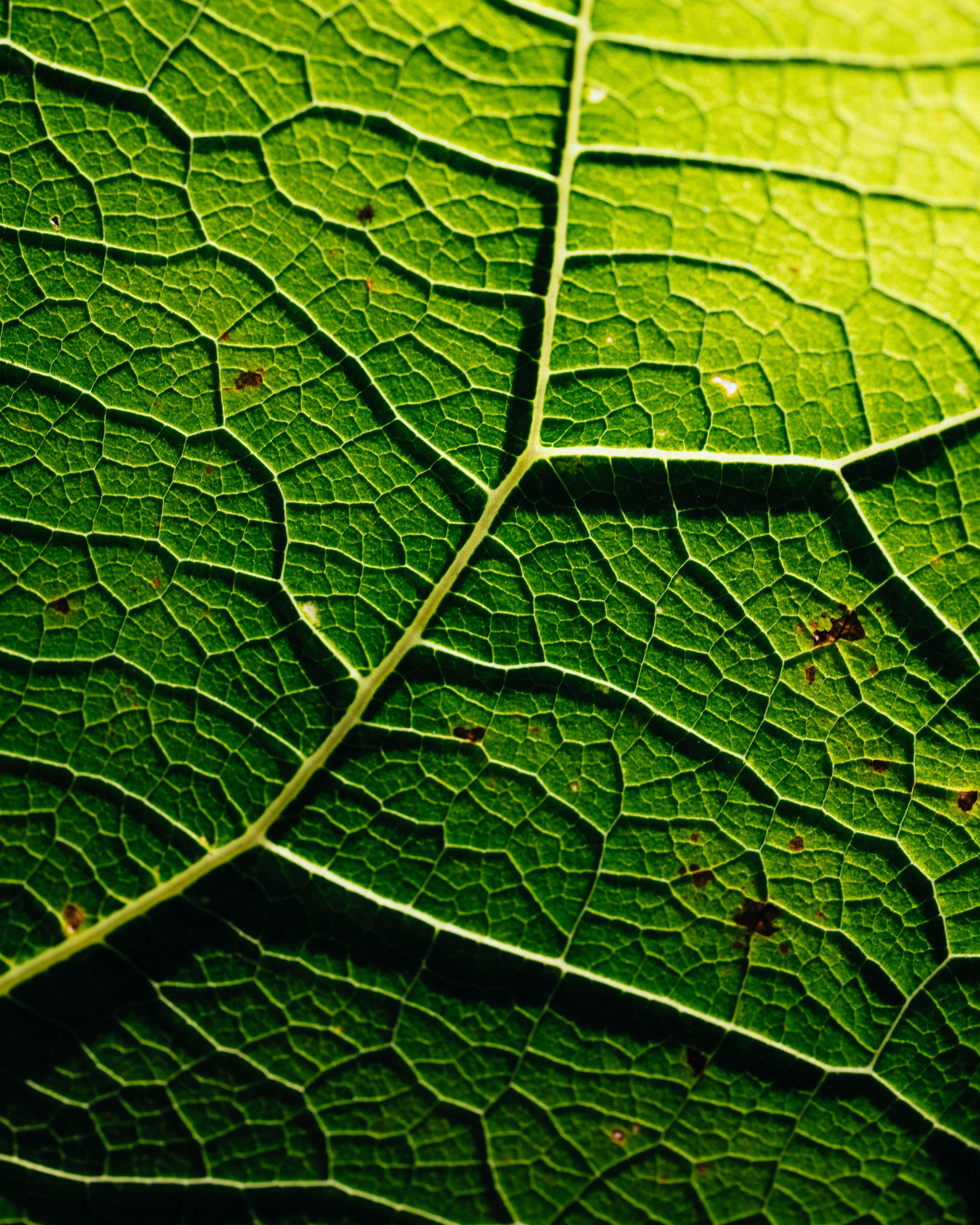 Plant Micro Photos, Download The BEST Free Plant Micro Stock Photos ...