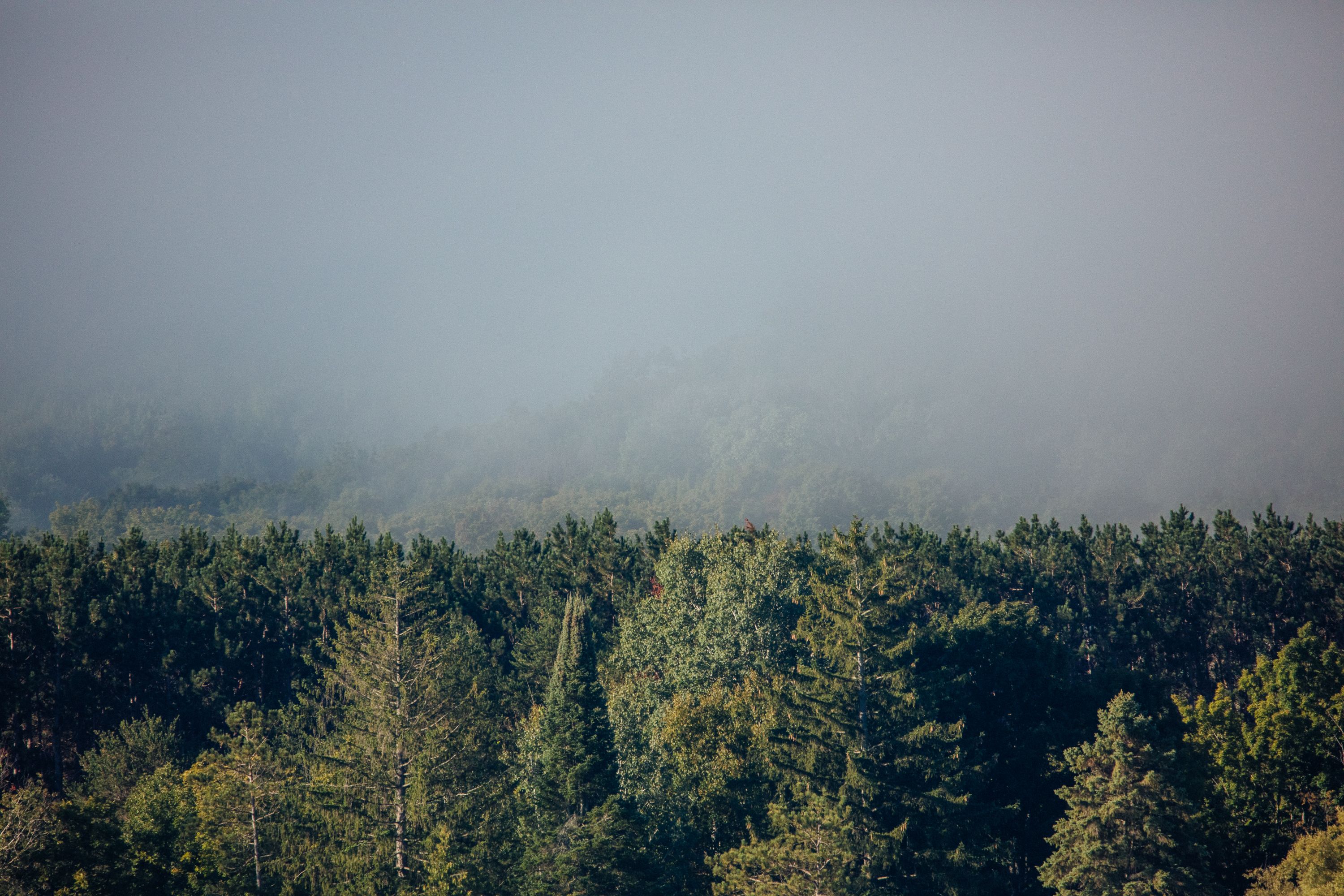 Aerial View of a Green Forest in Clouds · Free Stock Photo