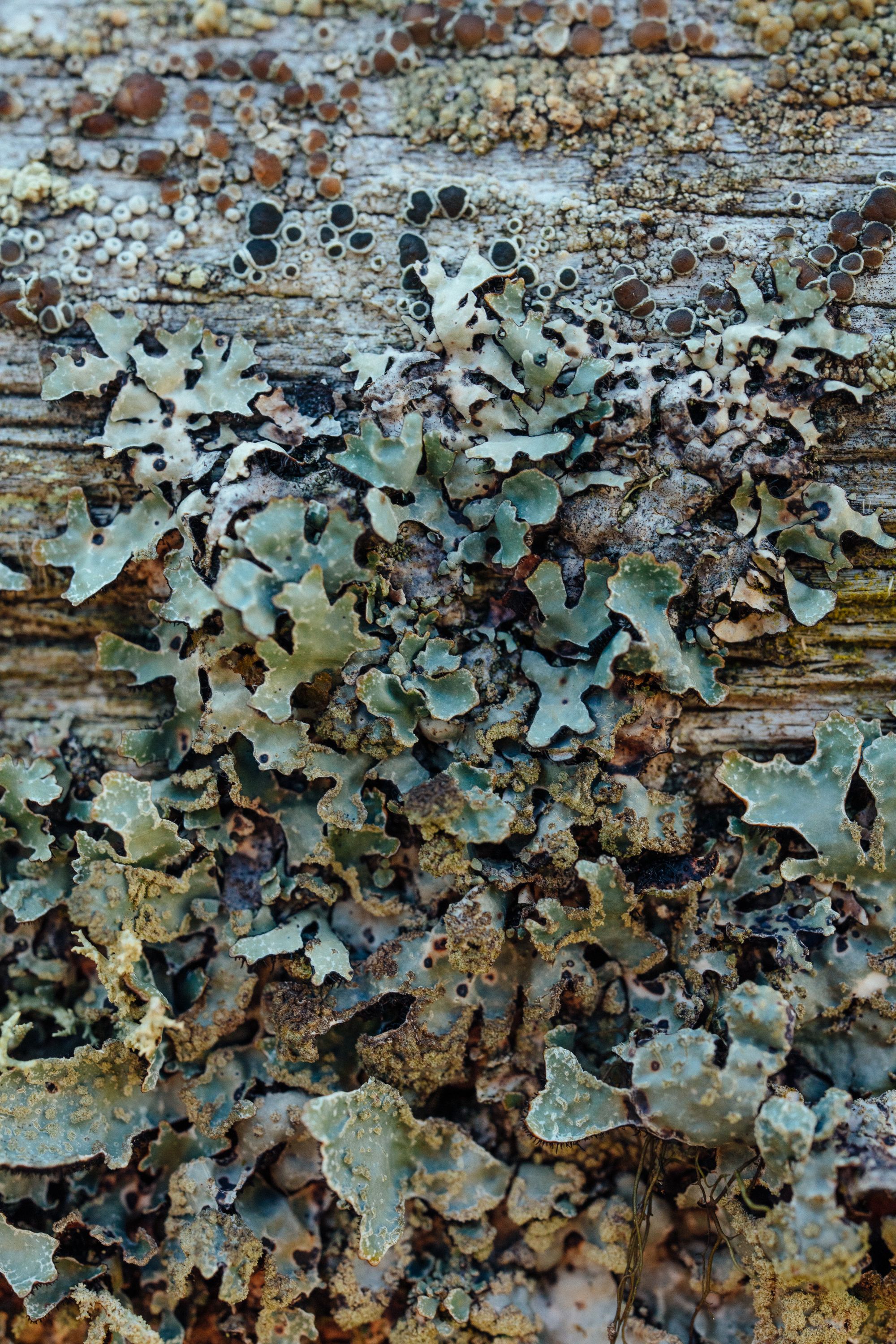 Lichen And Fungi Photos, Download The BEST Free Lichen And Fungi Stock ...
