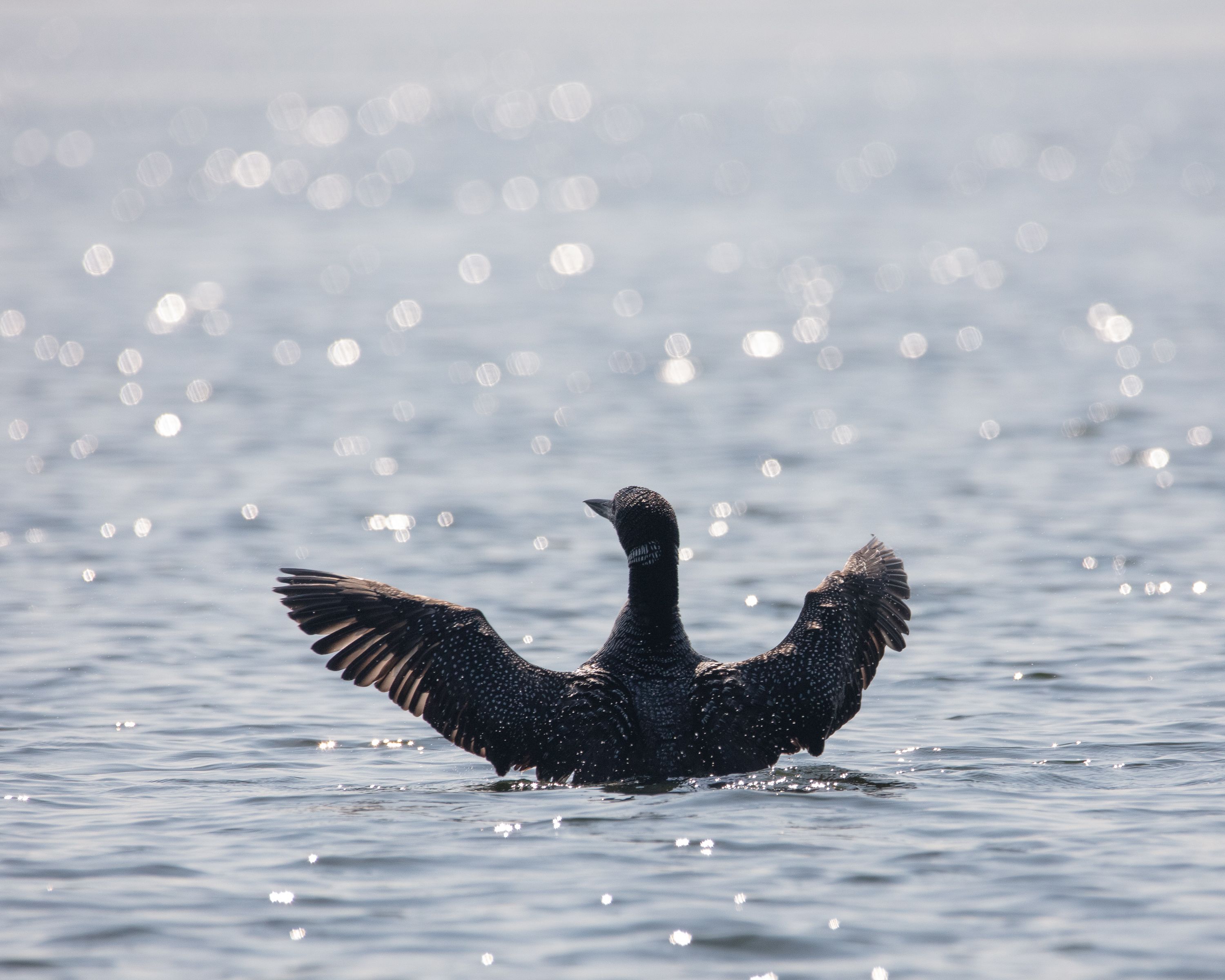 Loon Bird Photos, Download The BEST Free Loon Bird Stock Photos & HD Images