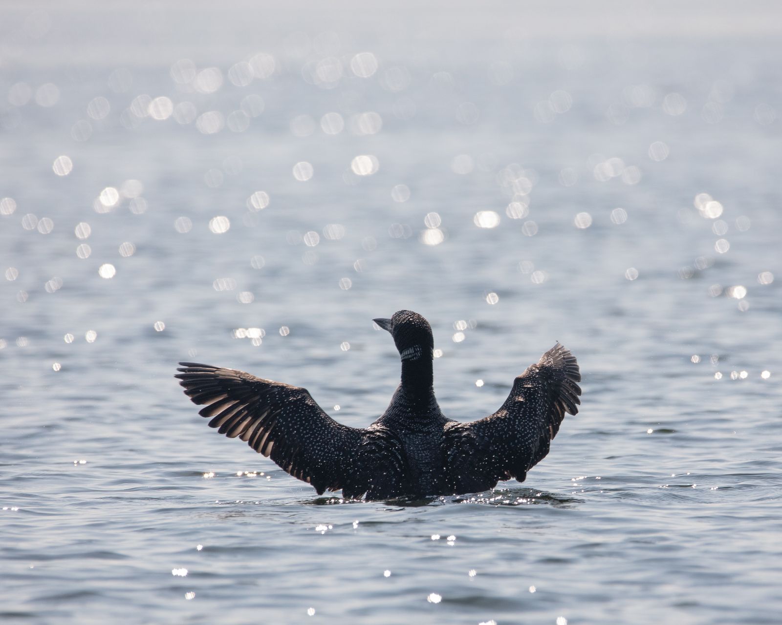 Loon Bird Photos, Download The BEST Free Loon Bird Stock Photos & HD Images