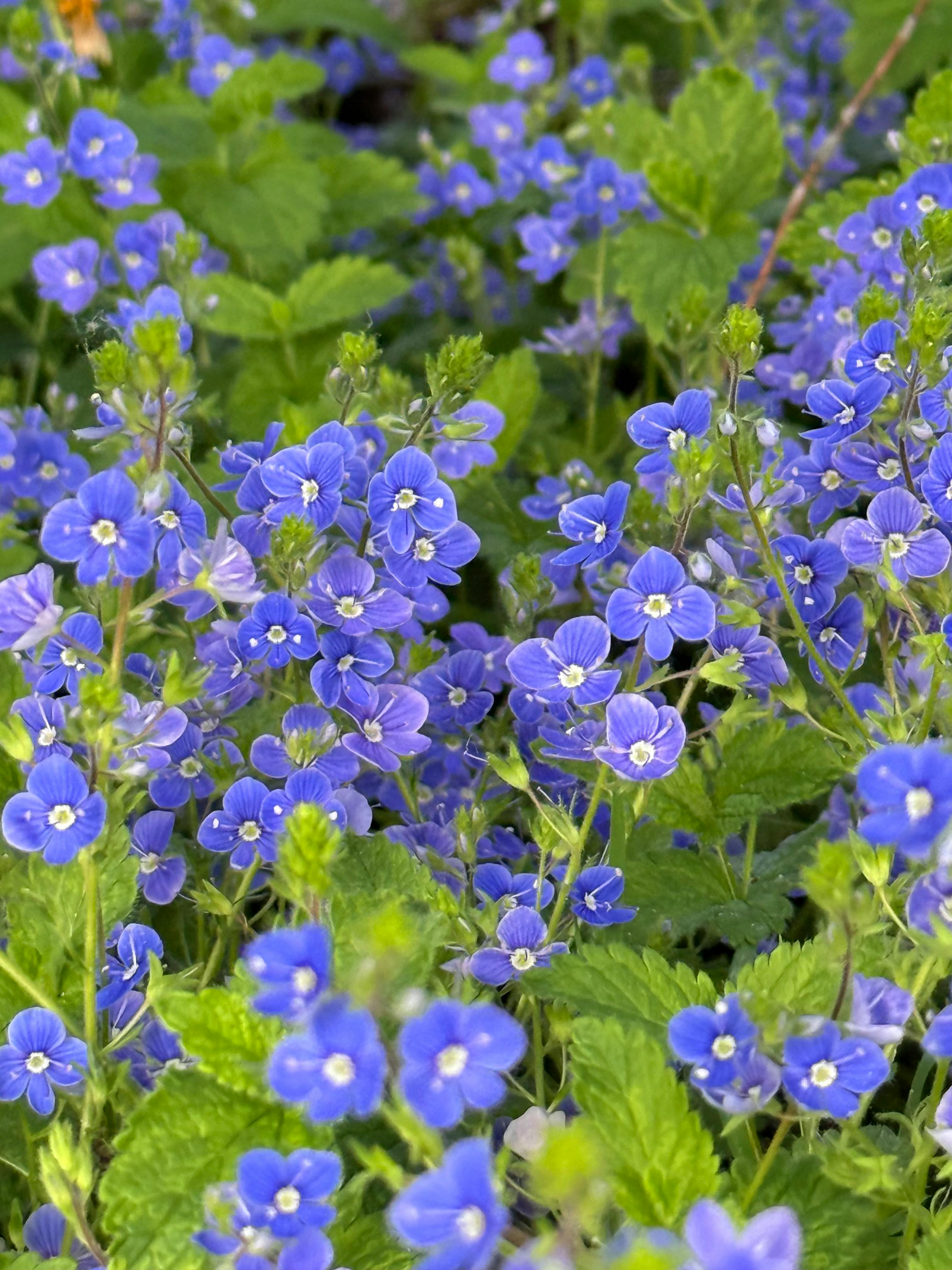 Dean Ha - Photographie