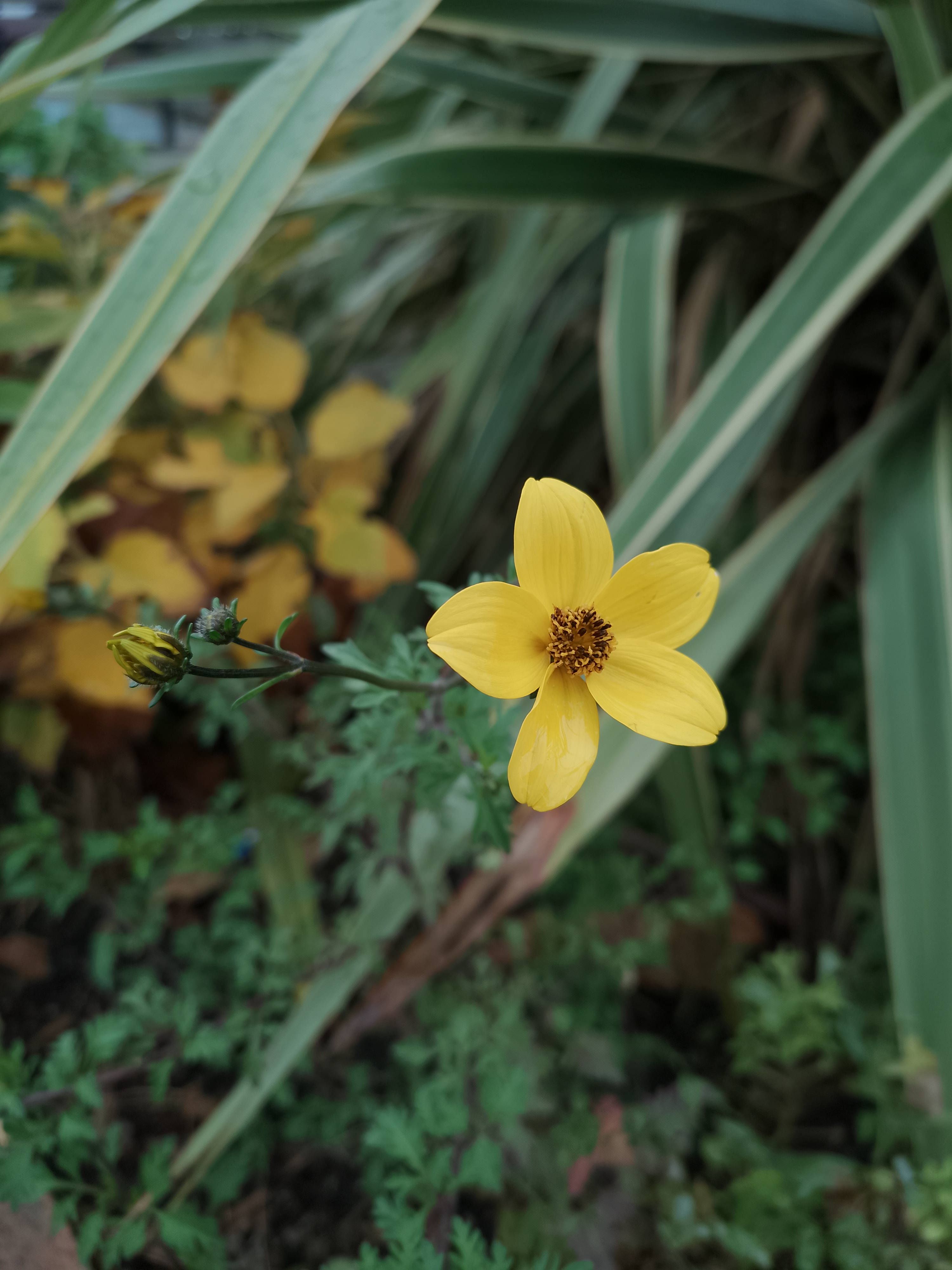 Vibrant Yellow Bidens Flower in Lush Garden · Free Stock Photo