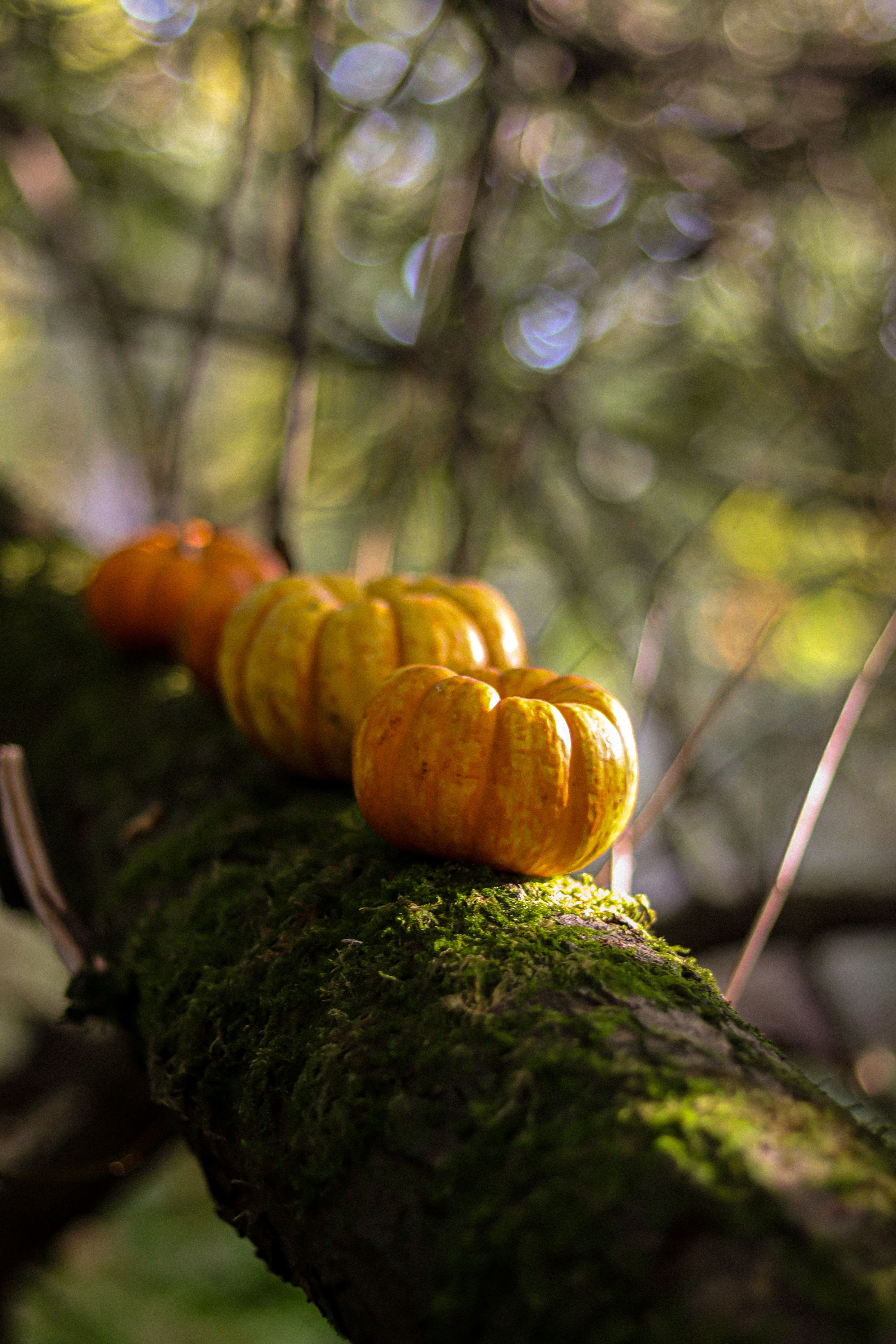 Mini Pumpkins on Mossy Branch in Woodland · Free Stock Photo