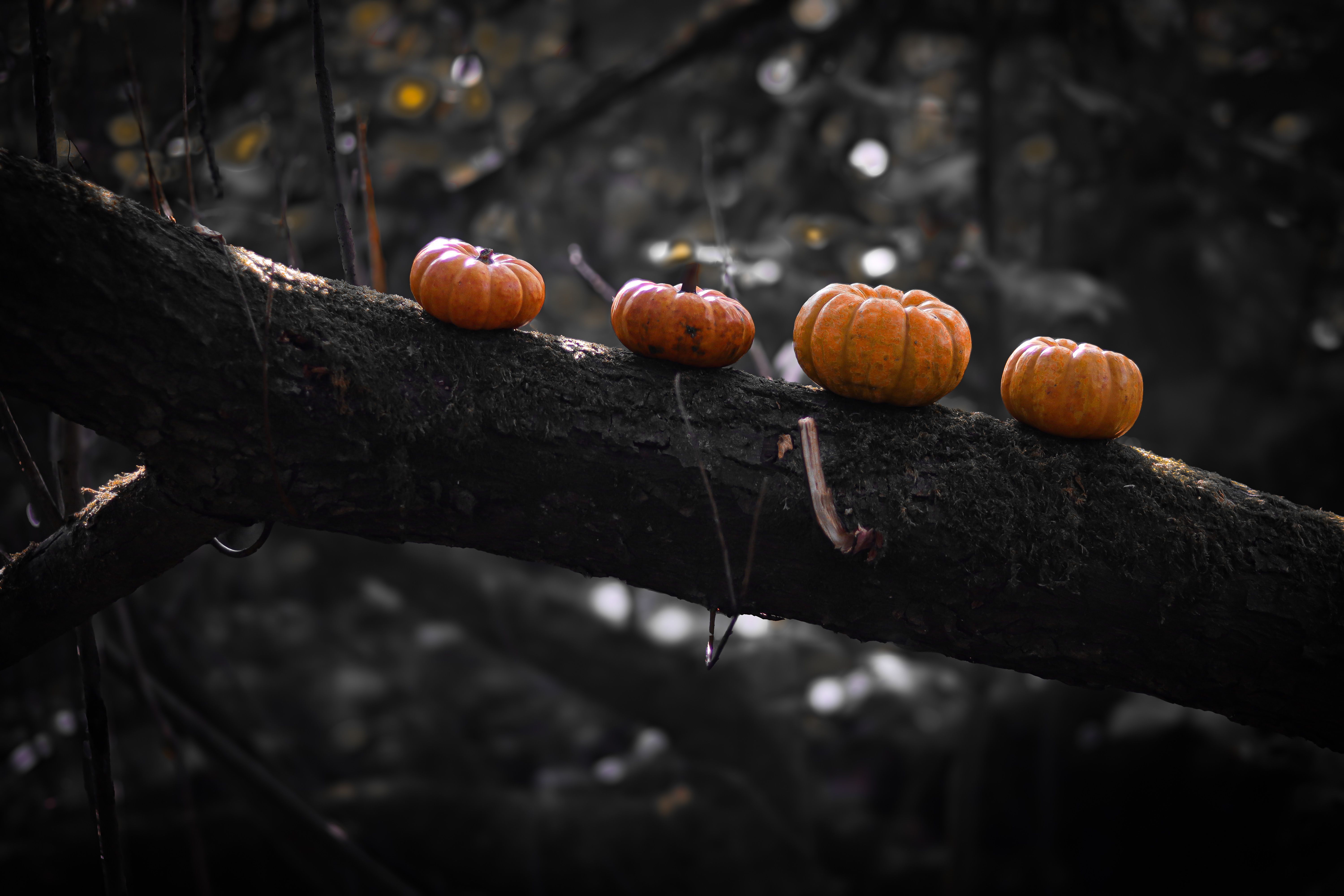 Pumpkins on a Tree Branch in Autumn Woodland · Free Stock Photo