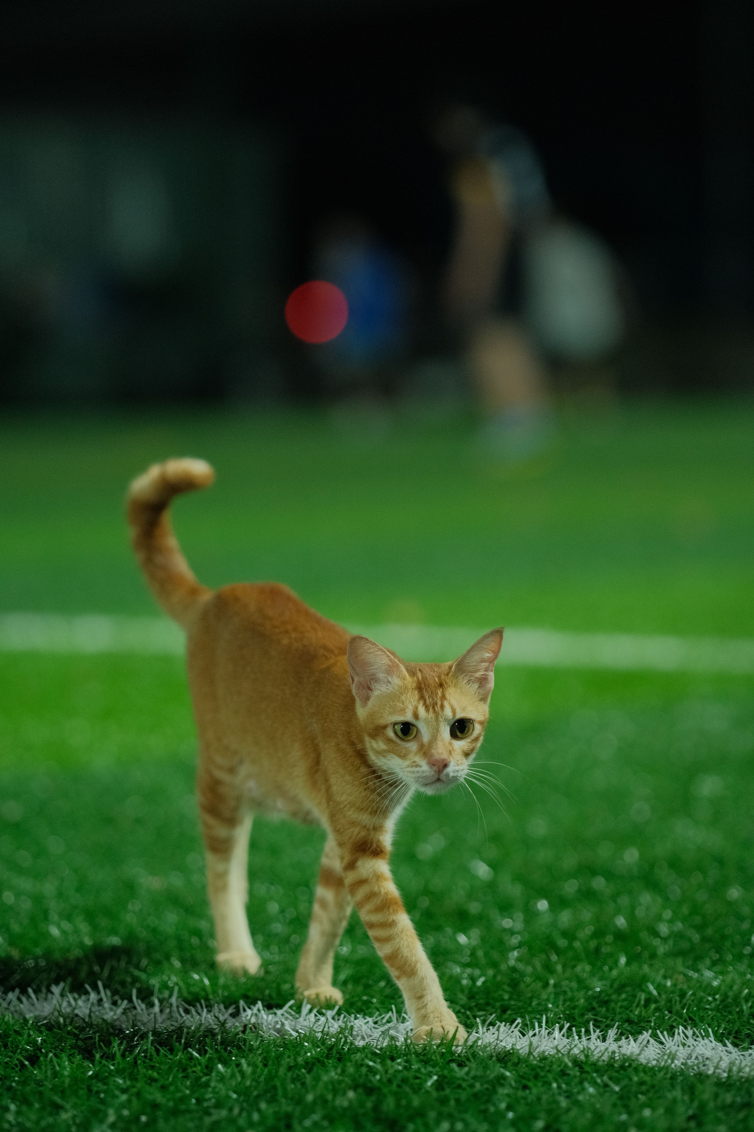 Young Orange Cat on Outdoor Sports Field at Night · Free Stock Photo
