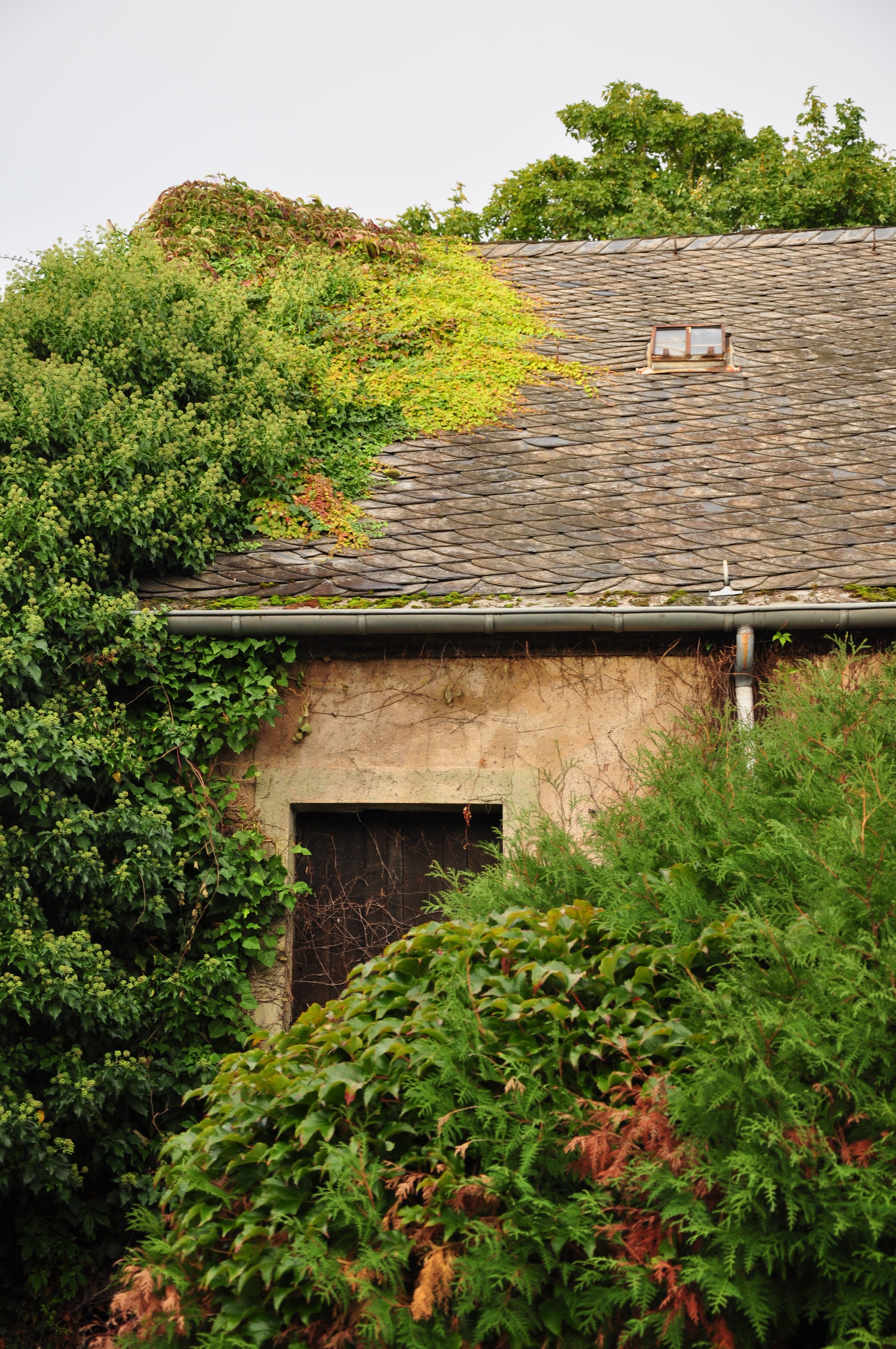 Old Building with Overgrown Greenery · Free Stock Photo