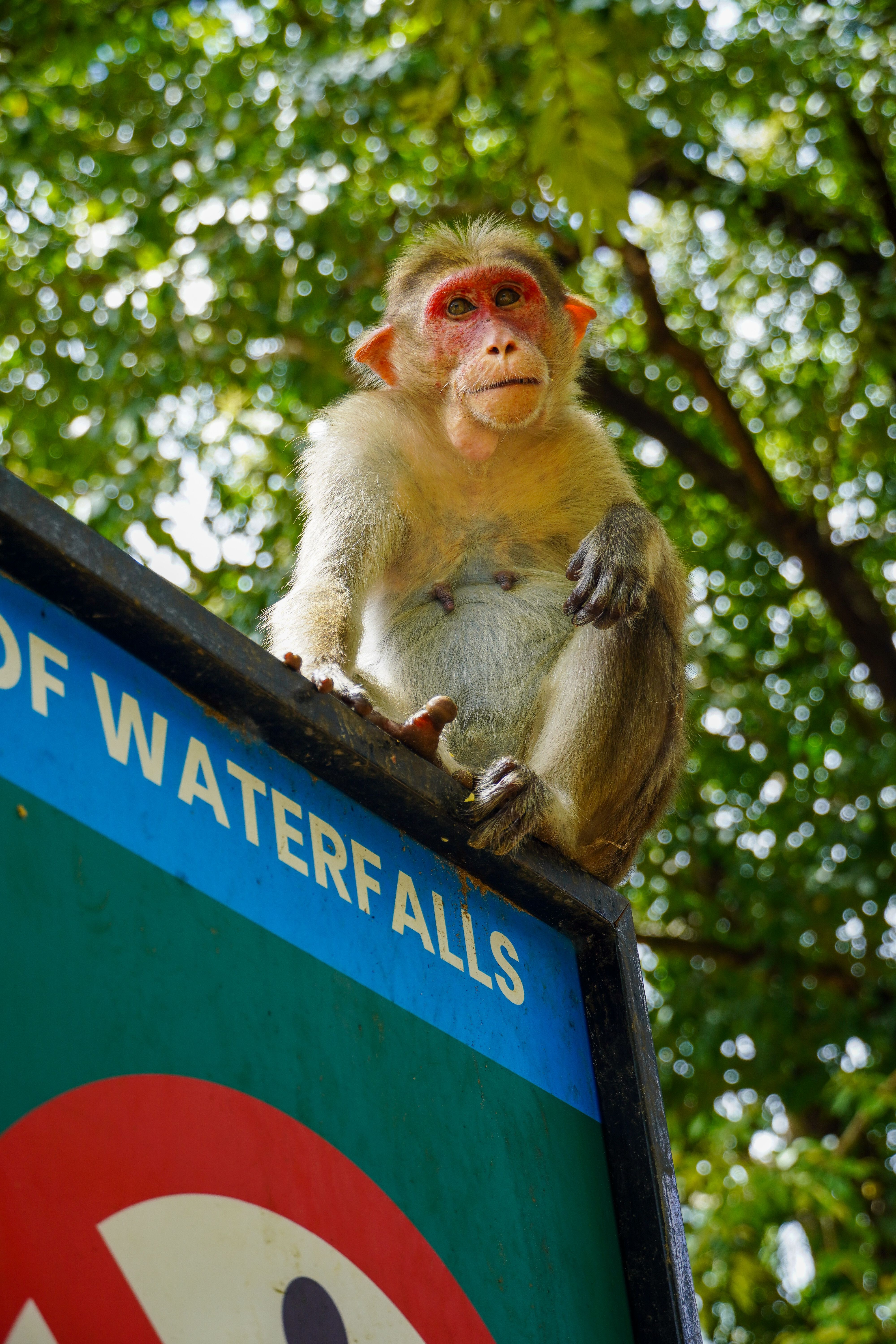 Rhesus Macaque Near Waterfall Sign in Kerala · Free Stock Photo