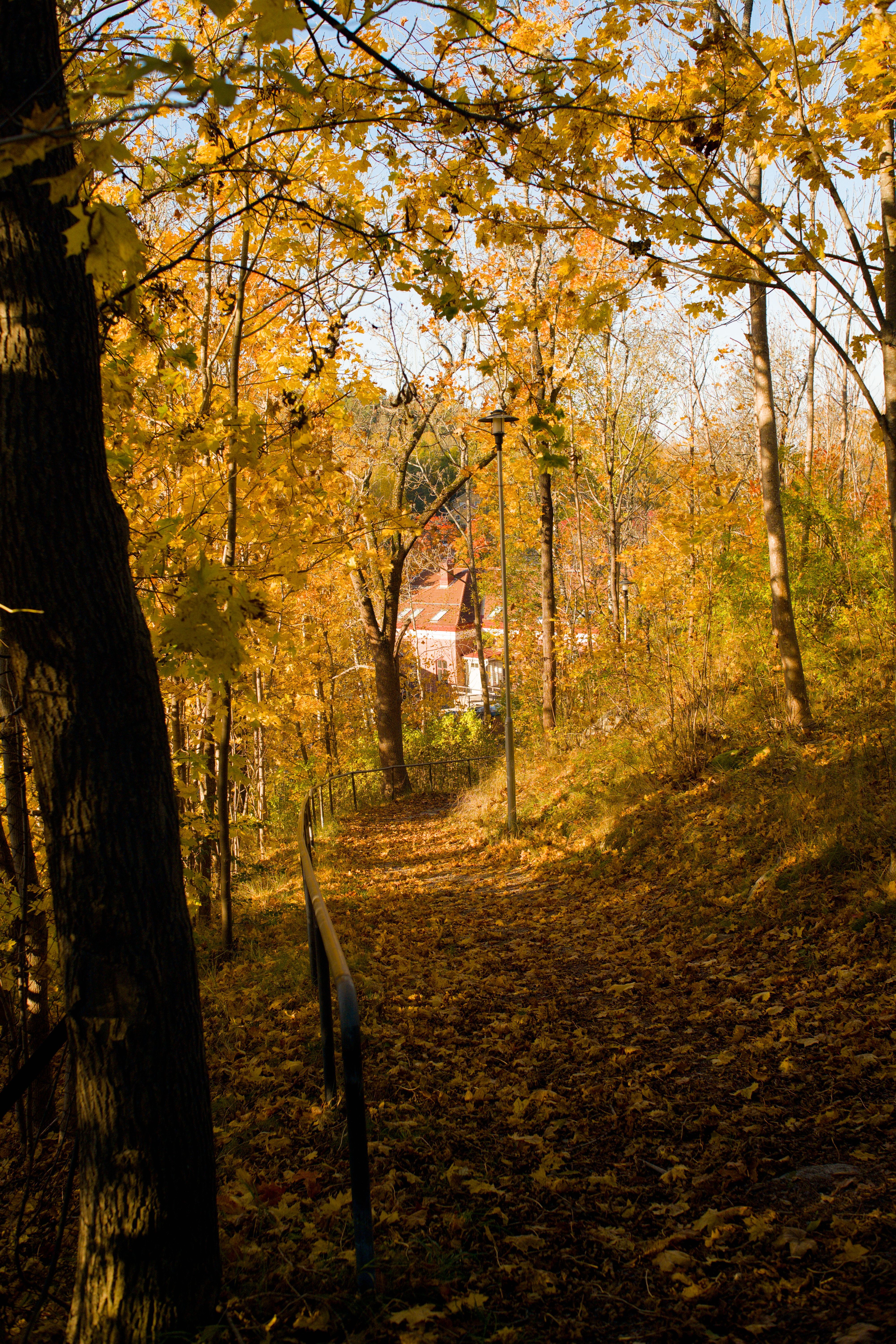 Autumn Pathway in Söderhamn, Sweden · Free Stock Photo