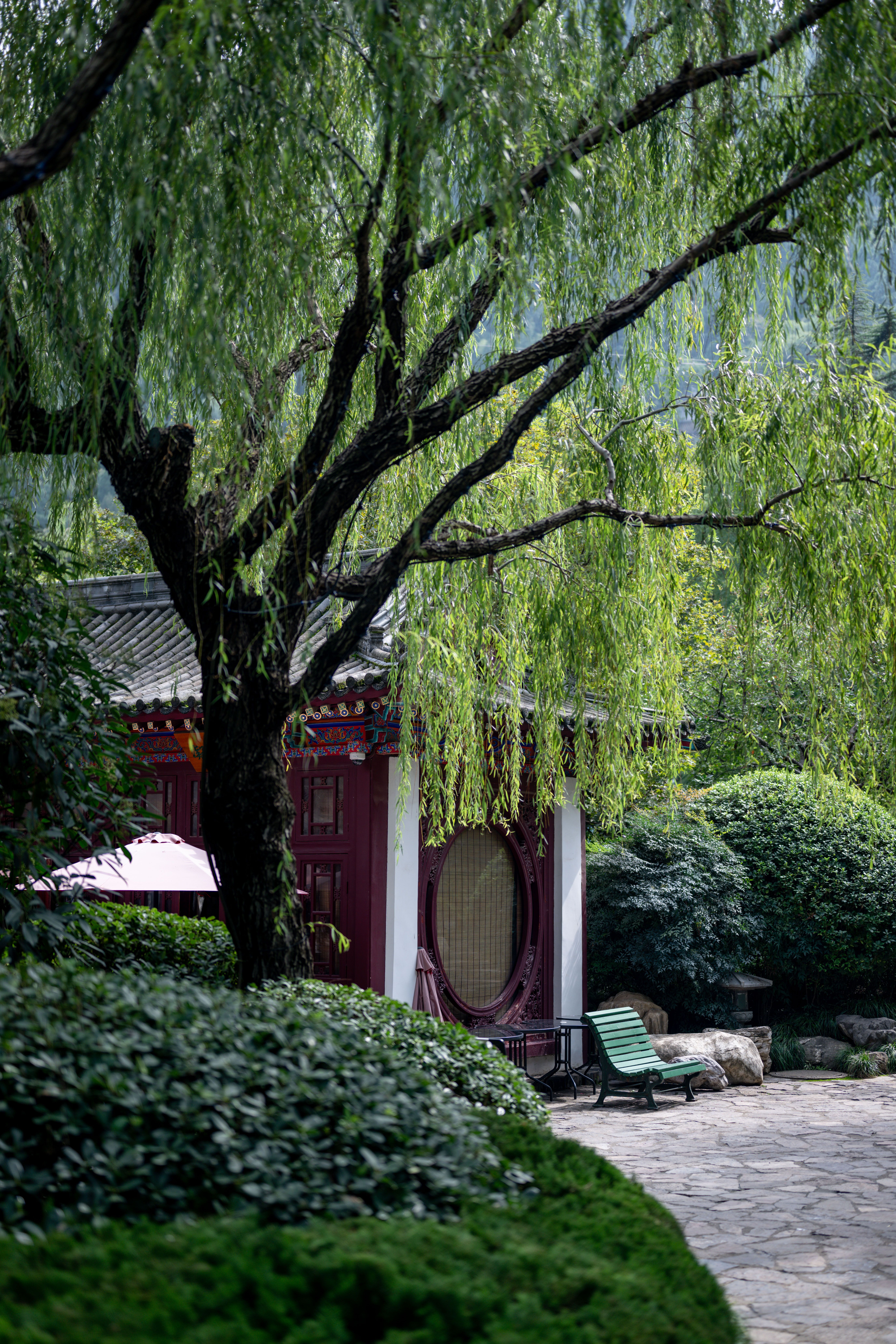 Serene Traditional Chinese Garden with Willow Tree · Free Stock Photo