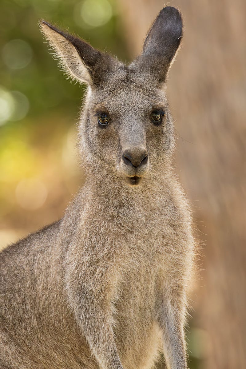 Kangaroo Photos, Download The BEST Free Kangaroo Stock Photos & HD Images